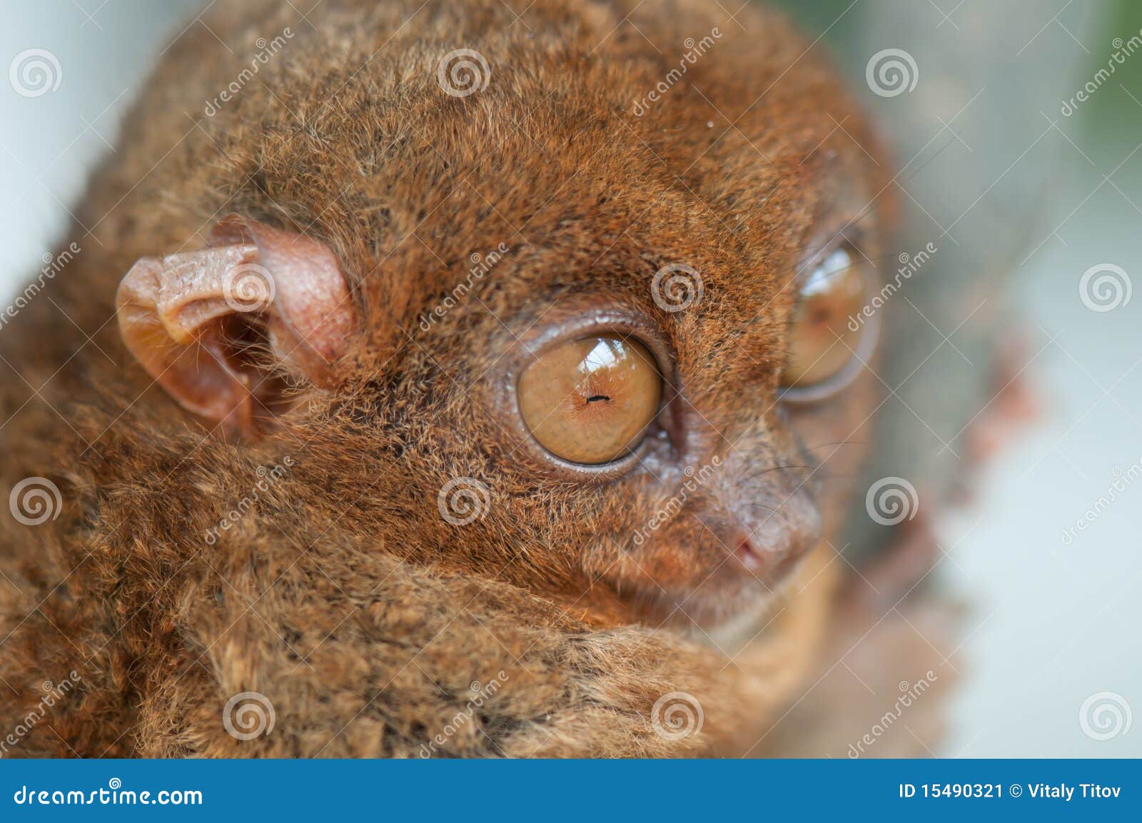 Tarsier stock image. Image of philippines, environment - 15490321