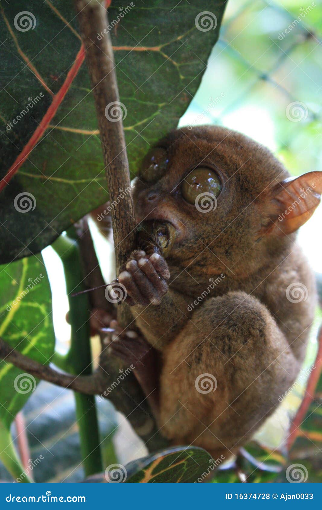 Tarsier stock photo. Image of animal, cute, cricket, bohol - 16374728