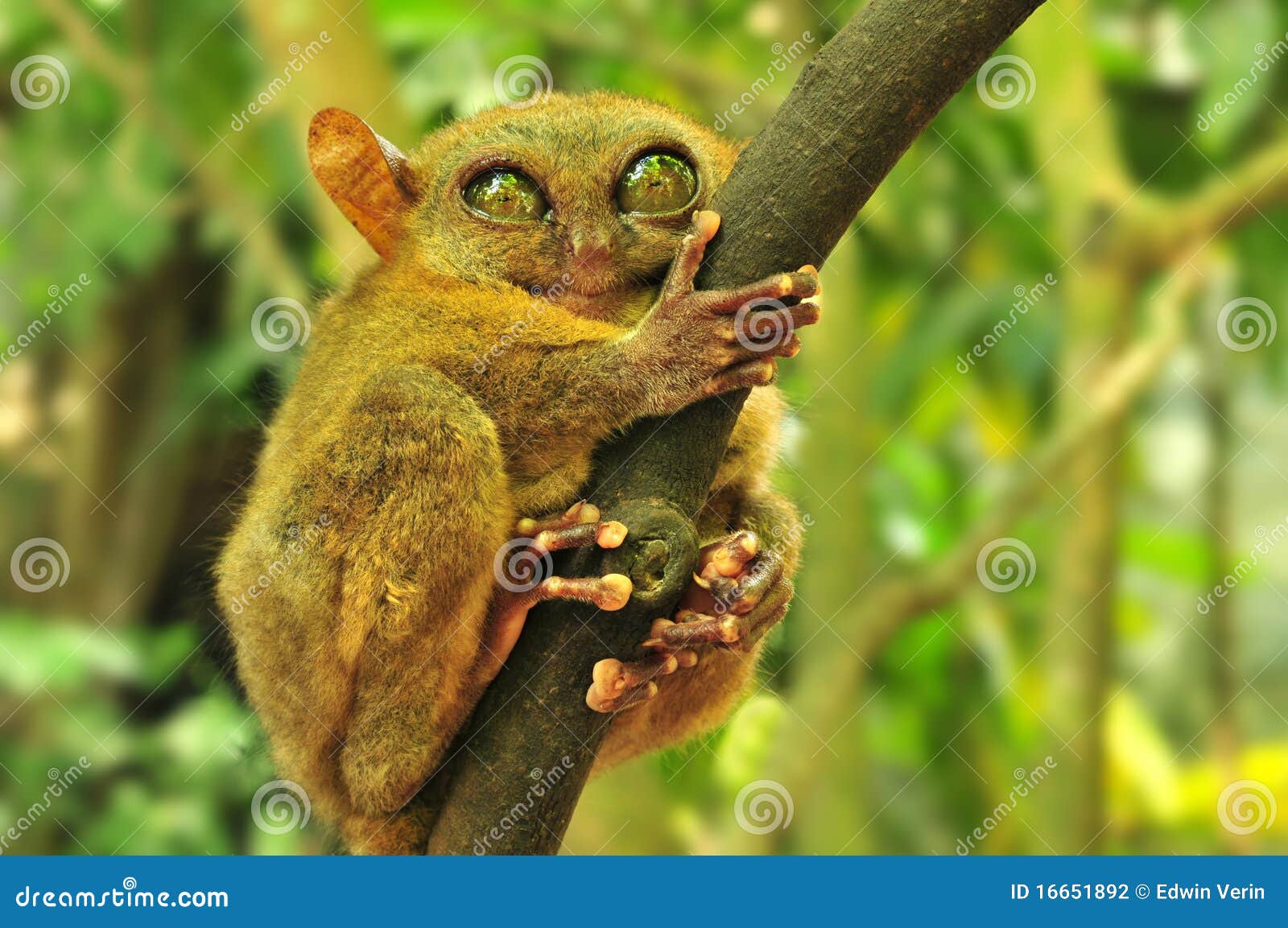 Tarsier stock photo. Image of exotic, ecotourism, ears - 16651892