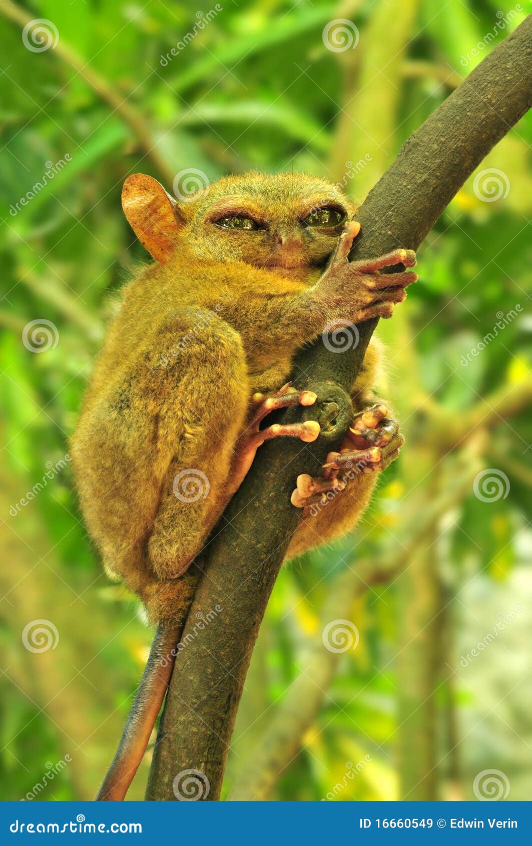 Tarsier stock image. Image of monkey, philippines, fauna - 16660549