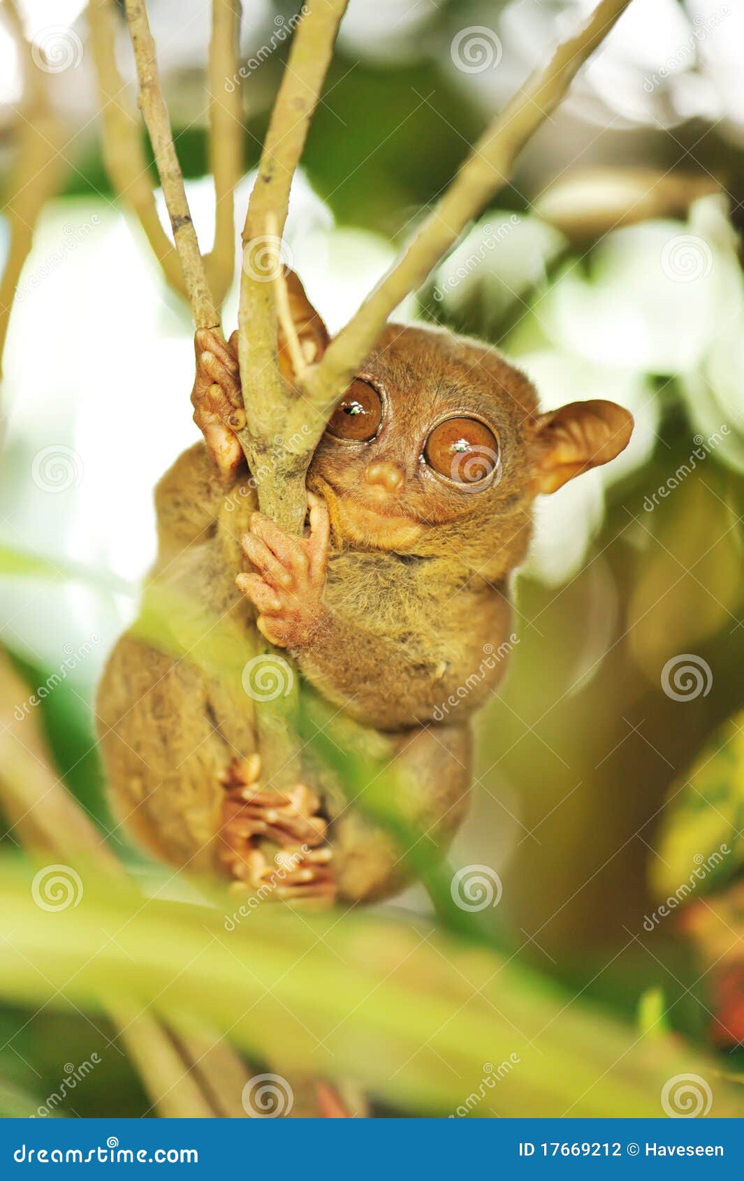 Tarsier stock photo. Image of mammal, bohol, outdoors - 17669212