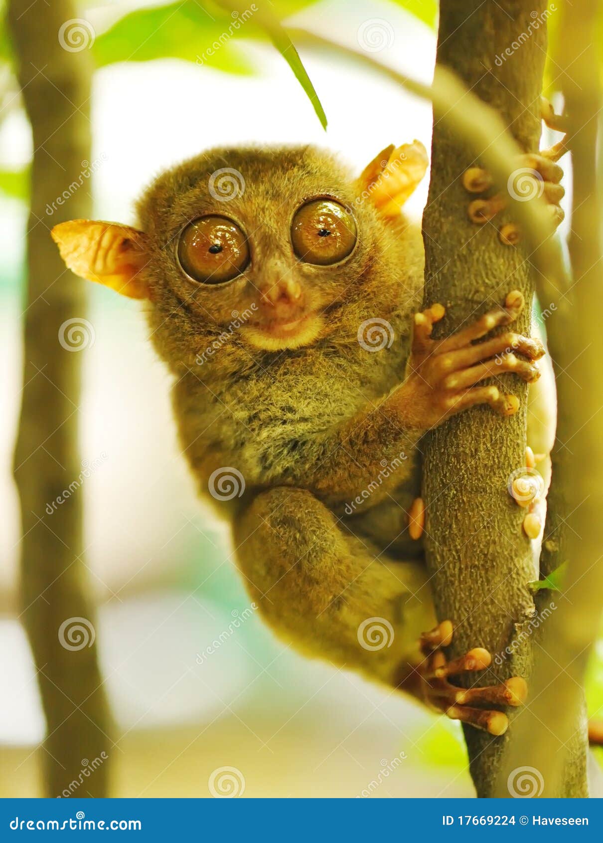 Tarsier stock photo. Image of rainforest, wild, outdoors - 17669224