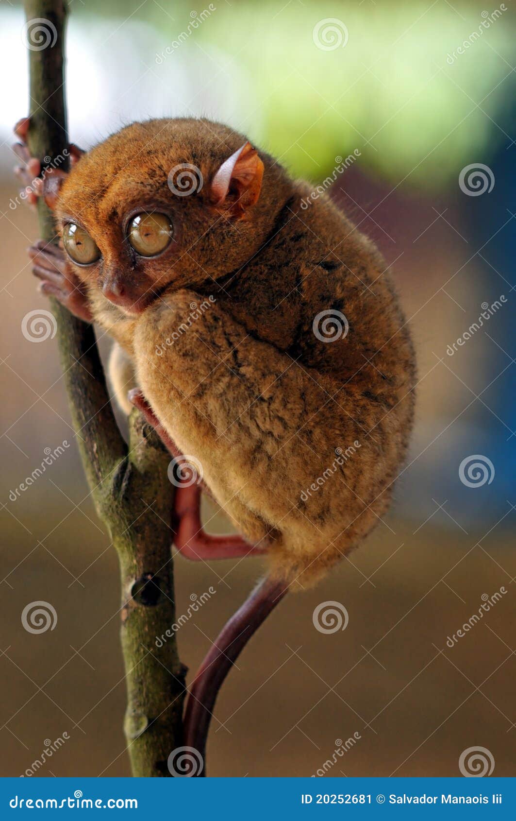 Tarsier stock image. Image of look, furry, monkey, eyed - 20252681