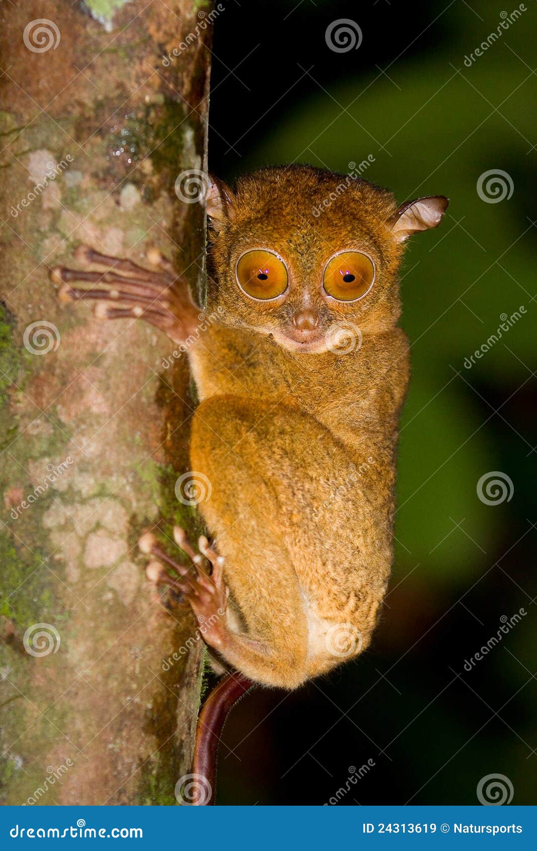 Tarsier stock image. Image of night, horsfield, malaysia - 24313619