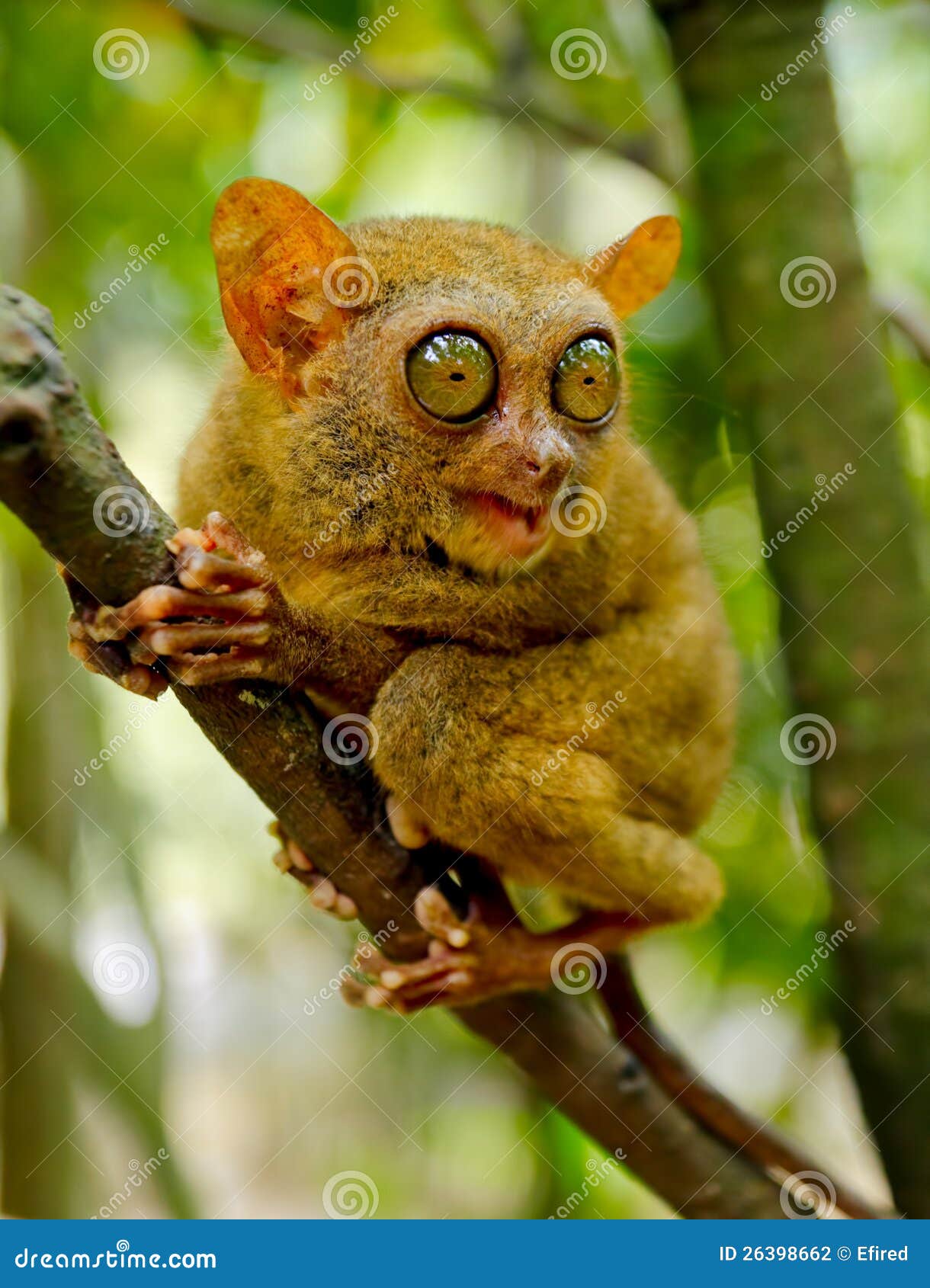 Tarsier stock photo. Image of funny, fauna, asia, eyed - 26398662