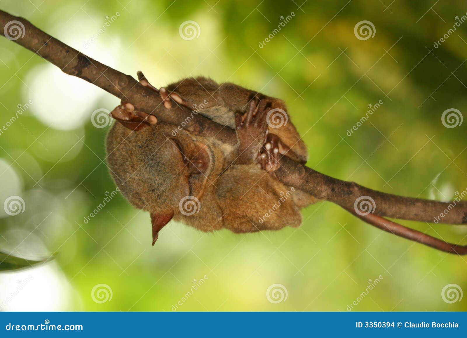 Tarsier stock photo. Image of prosimian, genus, tarsiiformes - 3350394