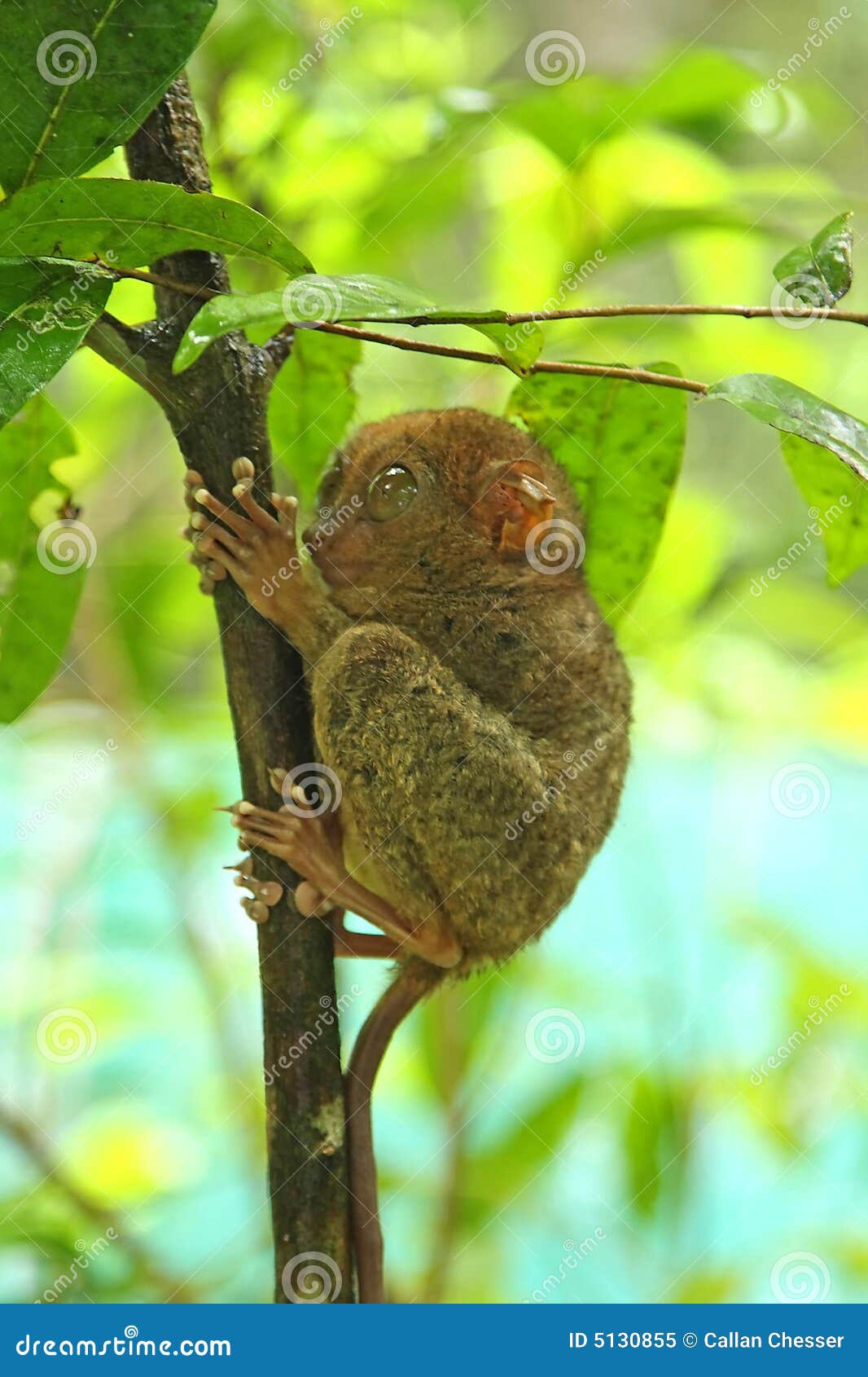 Tarsier stock image. Image of nocturnal, asian, asia, samar - 5130855
