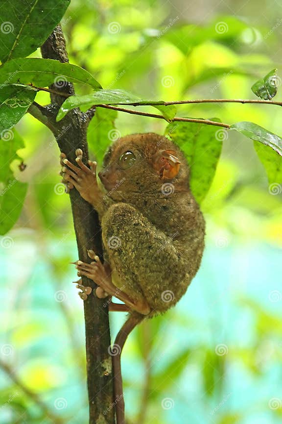 Tarsier stock image. Image of nocturnal, asian, asia, samar - 5130855