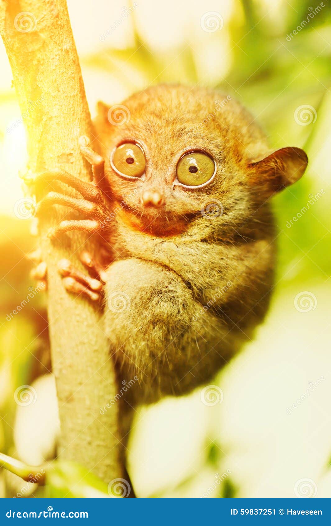 Tarsier imagen de archivo. Imagen de filipinas, rayos - 59837251