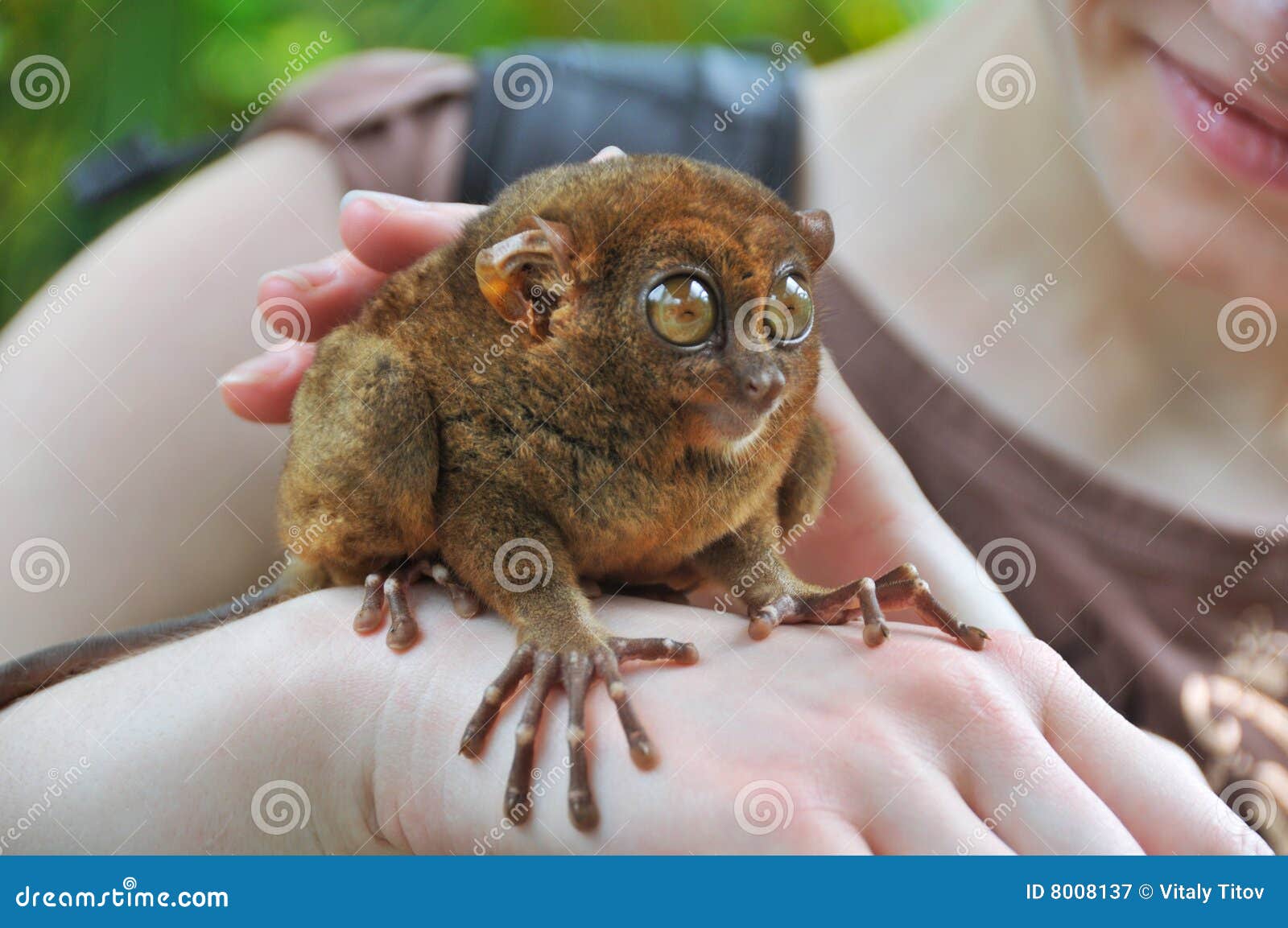 Tarsier Smallest Monkey Philippines Bohol Stock Photography ...