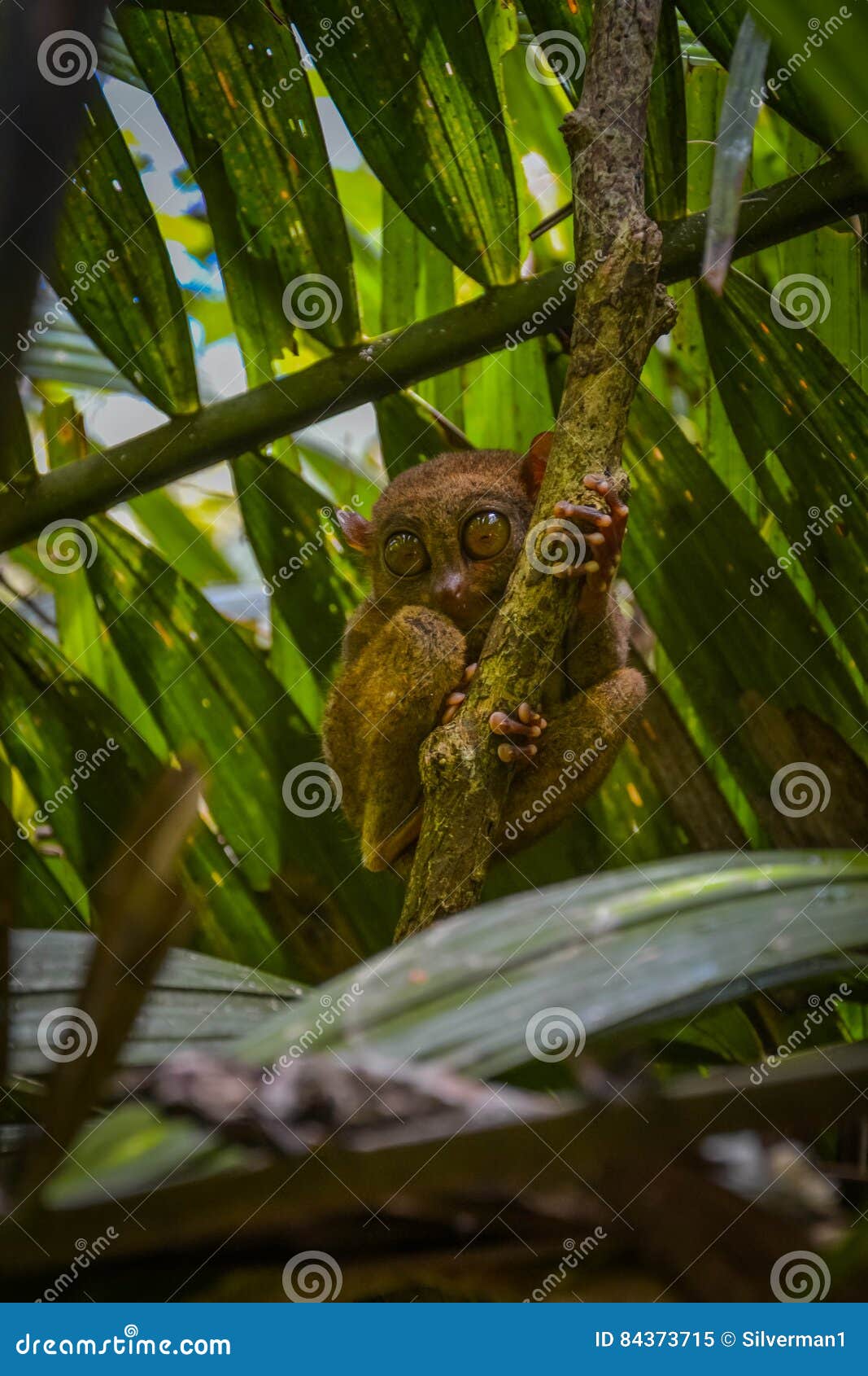 Tarsier in Bohol, Philippines Stock Image - Image of tourism, green ...