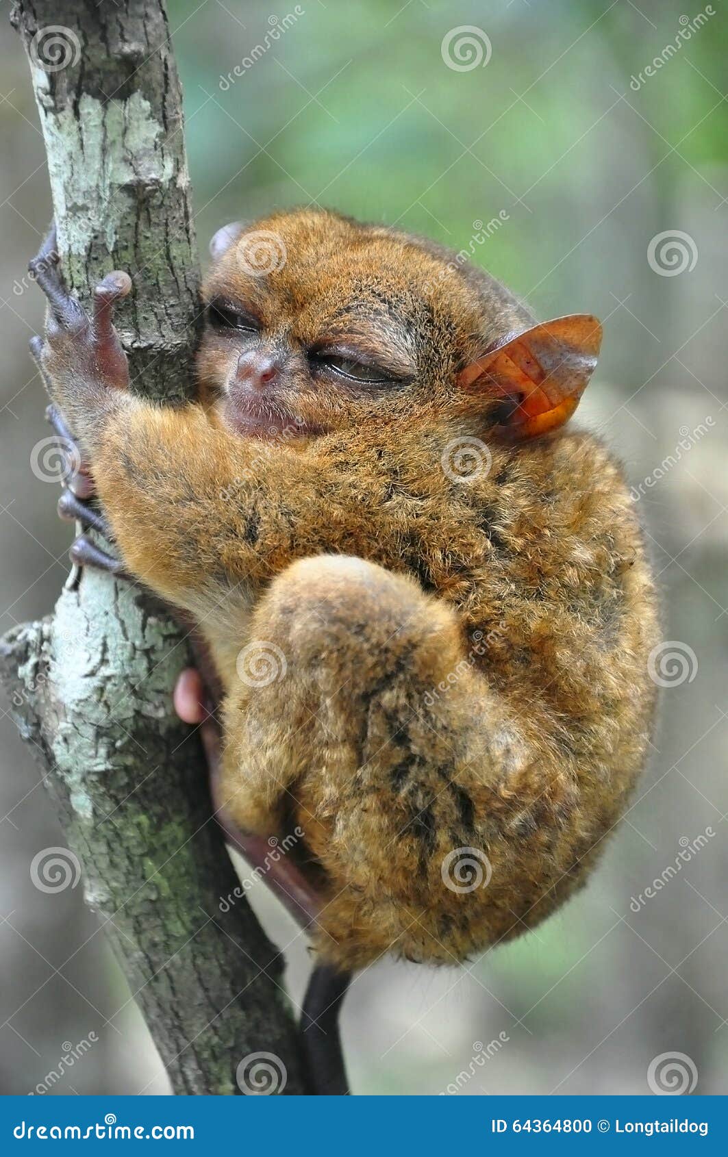 Tarsier stock photo. Image of nature, exotic, tarsius - 64364800