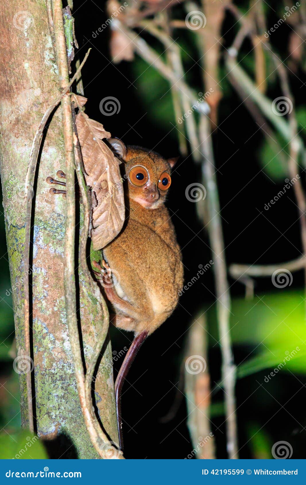 Tarsier At Night
