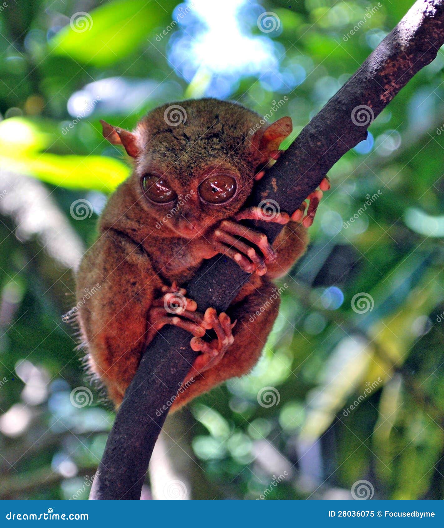 Tarsier Monkey Tail