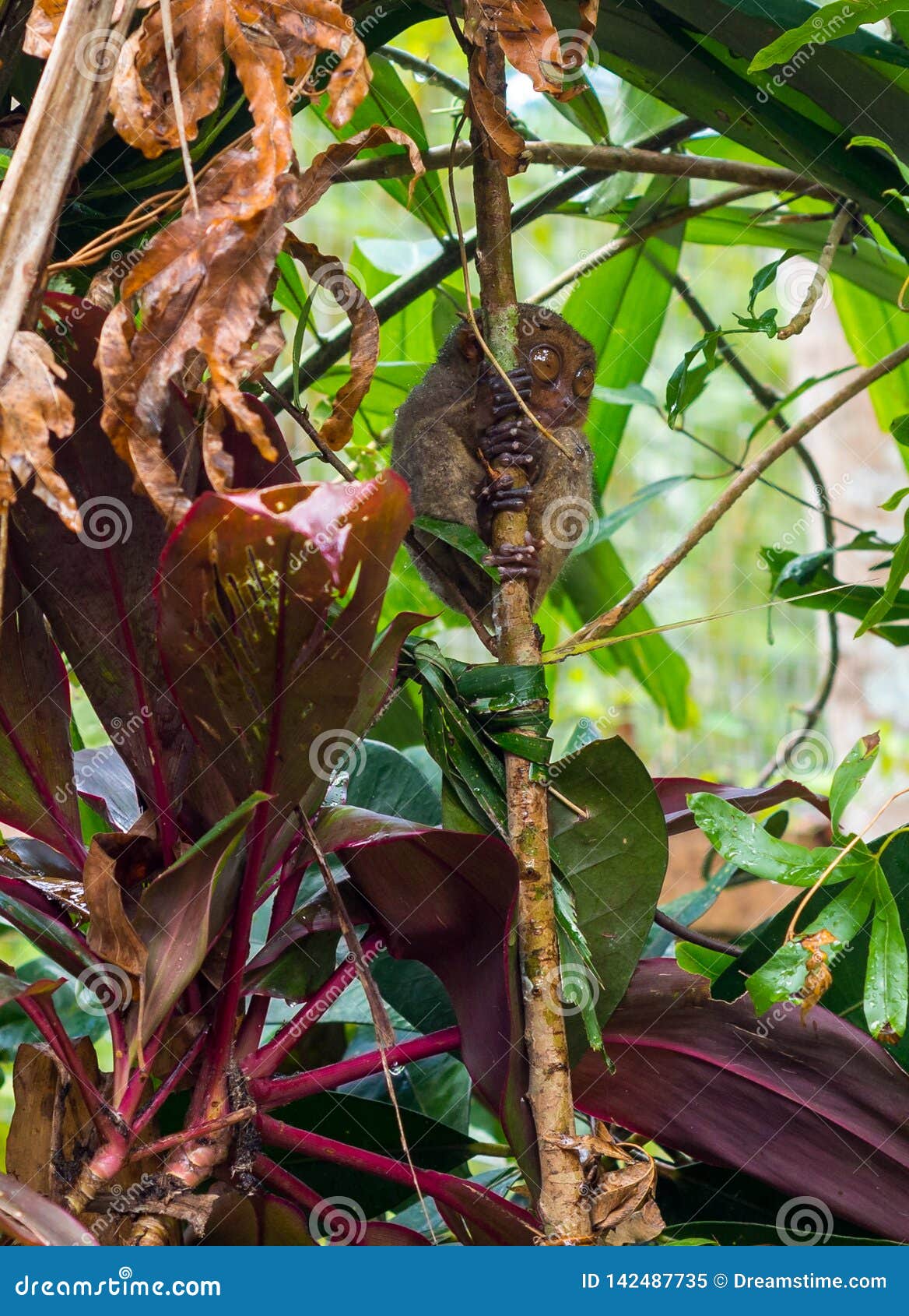 Tarsier monkey on bamboo stock image. Image of animal - 142487735