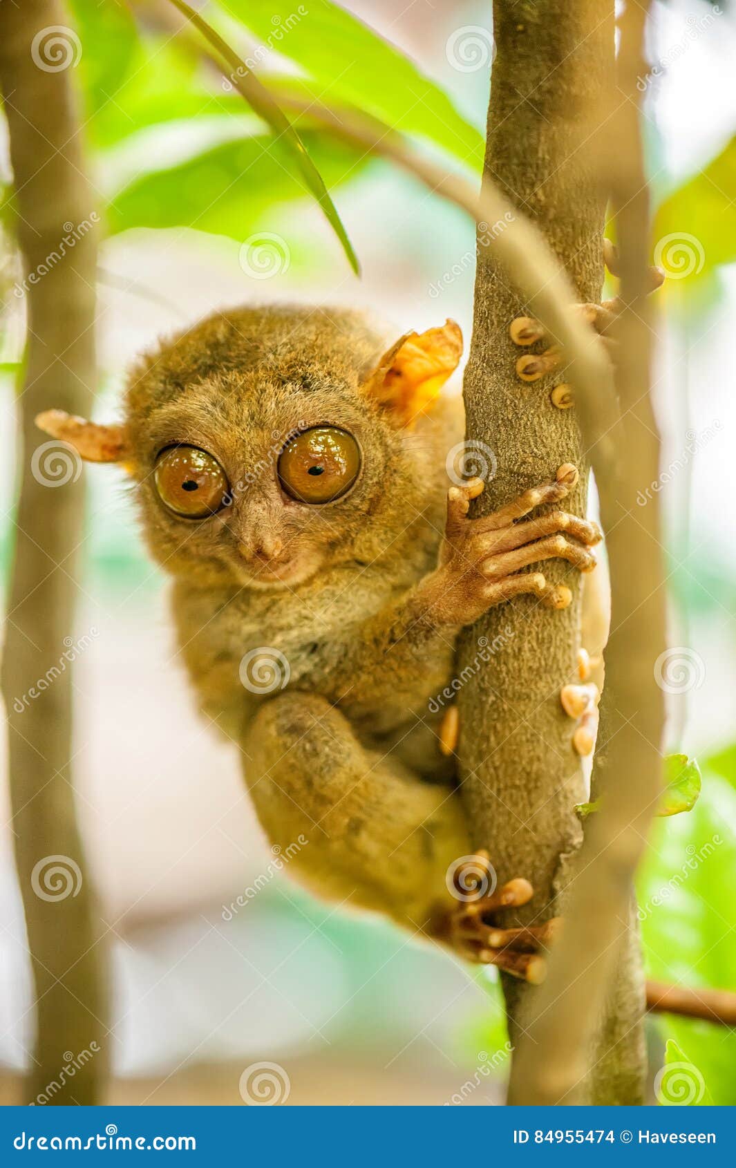 Tarsier Monkey in Natural Environment Stock Photo - Image of animal ...