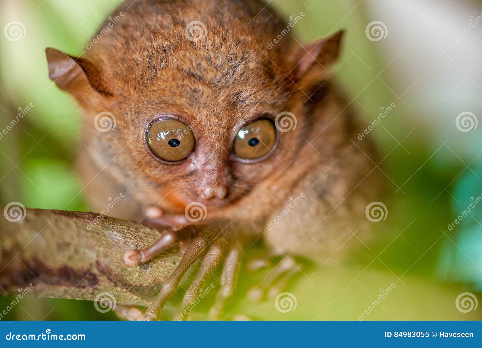 Tarsier Monkey in Natural Environment Stock Image - Image of tree, asia ...