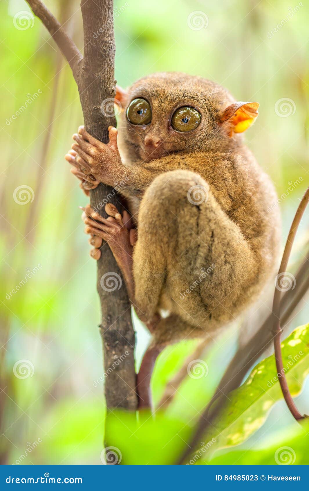 Tarsier Monkey in Natural Environment Stock Image - Image of living ...