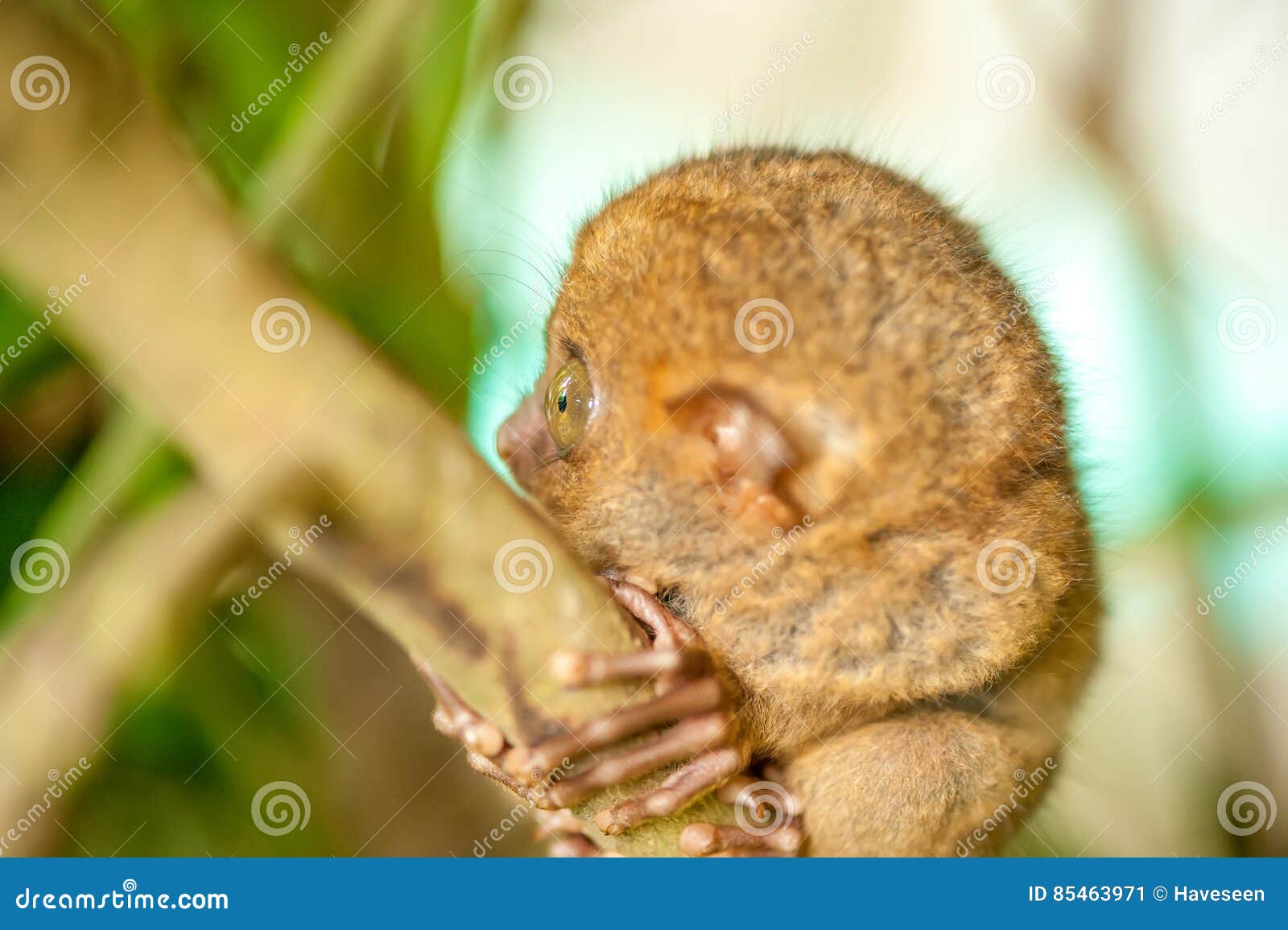 Tarsier Monkey in Natural Environment Stock Image - Image of bizarre ...