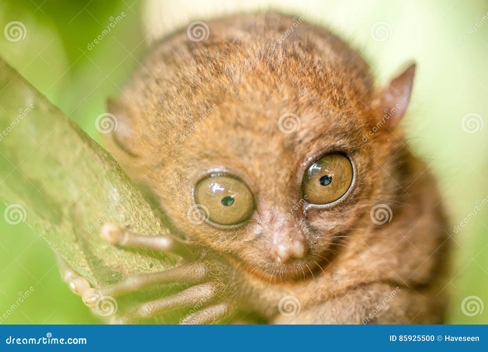 Tarsier Monkey in Natural Environment Stock Photo - Image of tarsier ...