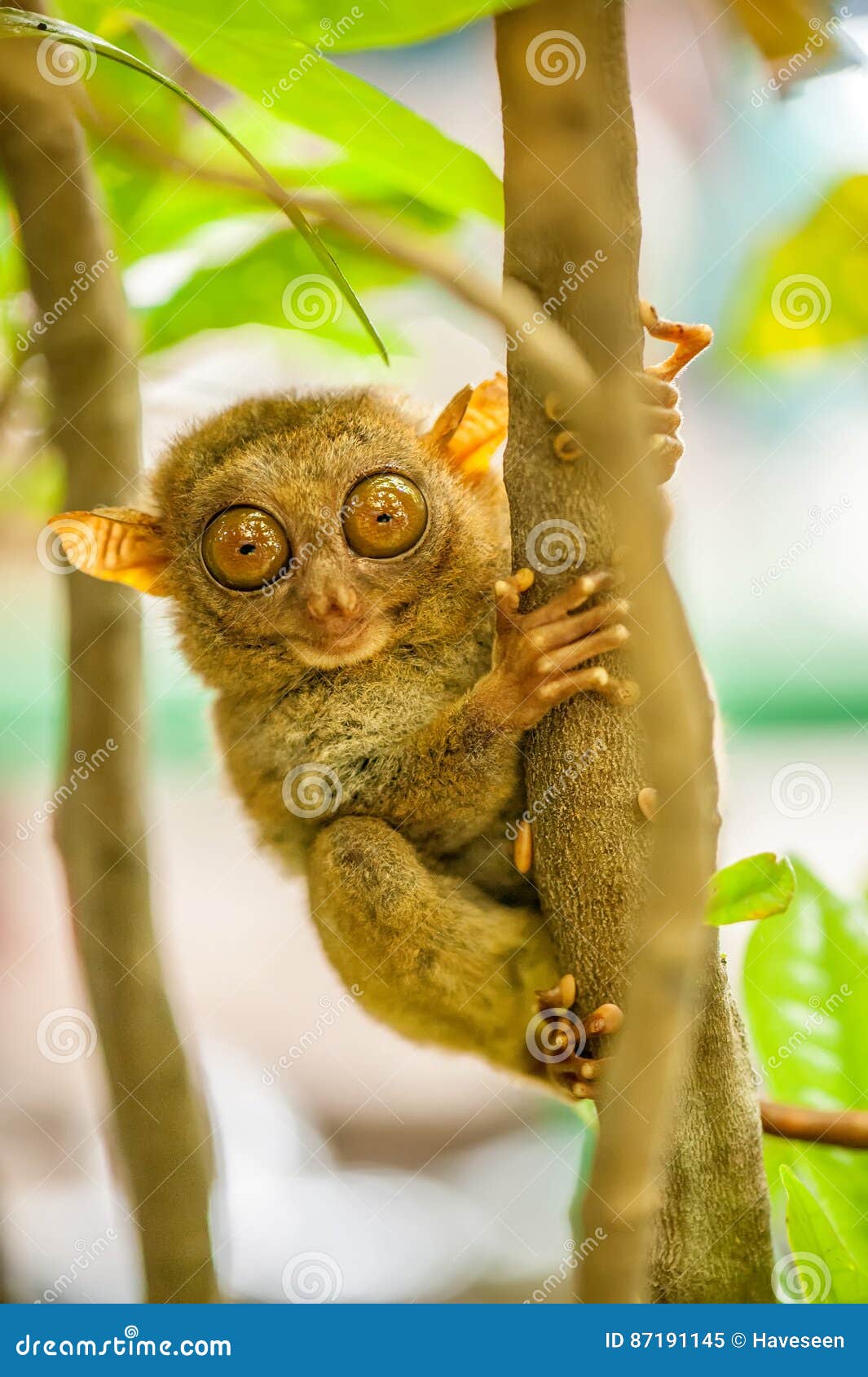 Tarsier Monkey in Natural Environment Stock Image - Image of travel ...