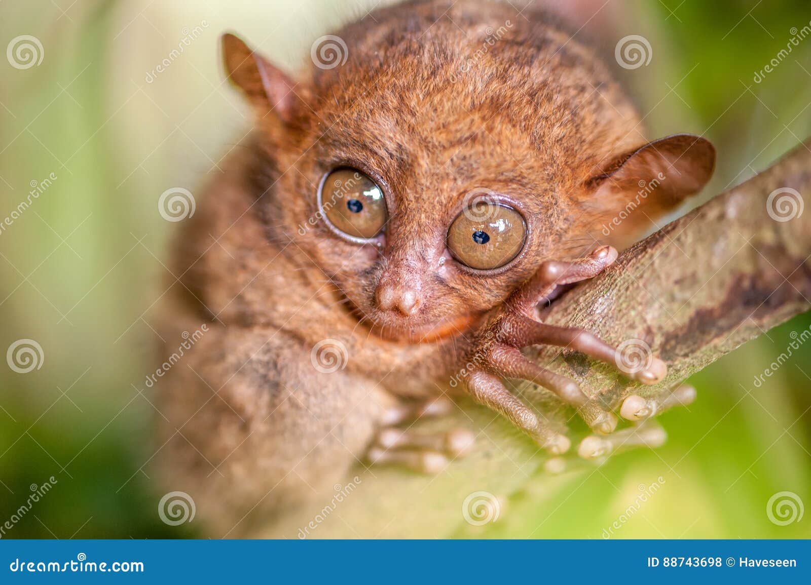 Tarsier Monkey in Natural Environment Stock Photo - Image of animals ...