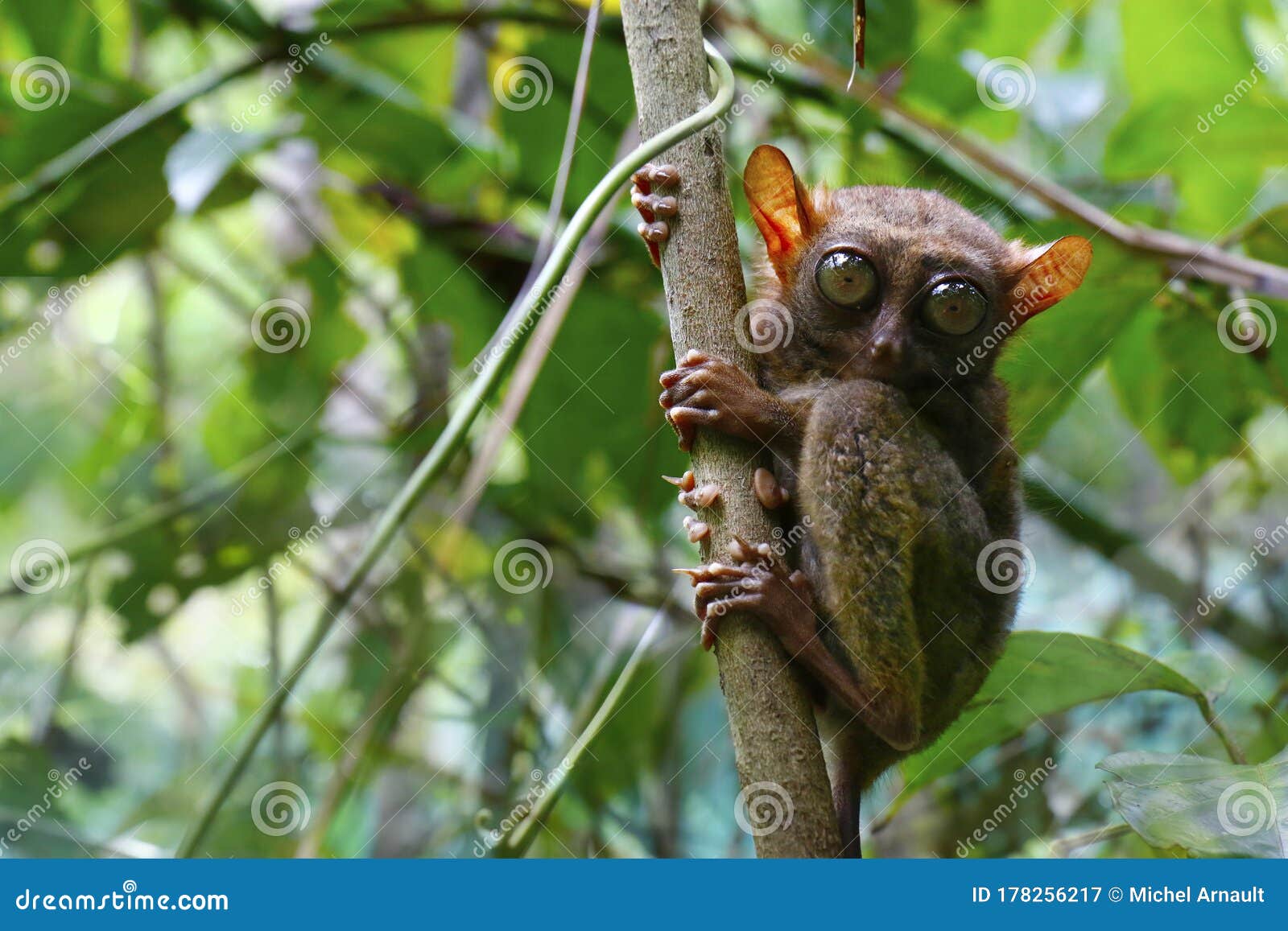 Tarsier Monkey in the Rainforest of Bohol Stock Image - Image of fauna ...
