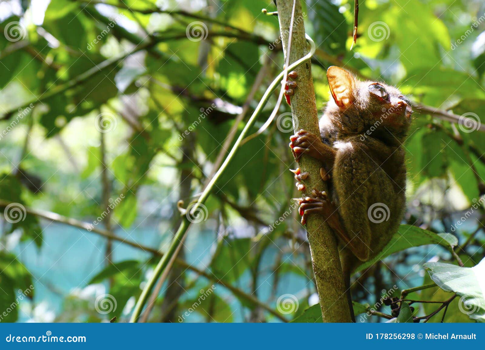 Tarsier Monkey in the Rainforest of Bohol Stock Photo - Image of bohol ...
