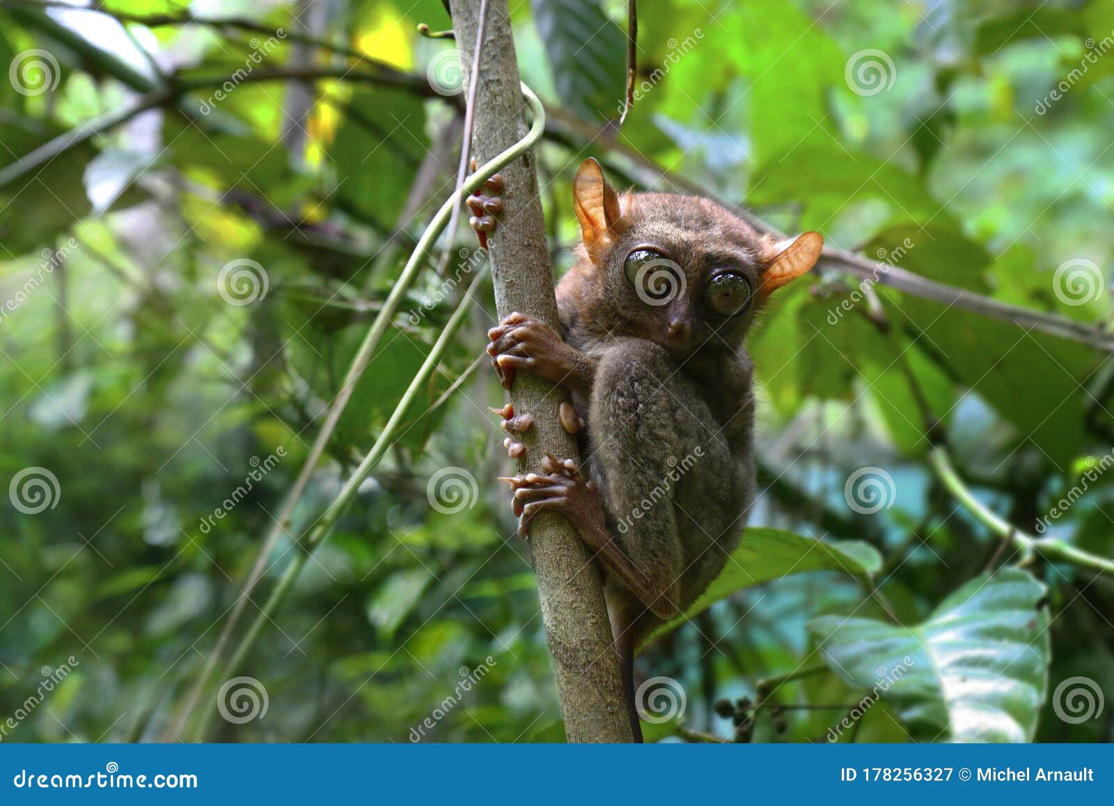 Tarsier Monkey in the Rainforest of Bohol Stock Image - Image of stare ...