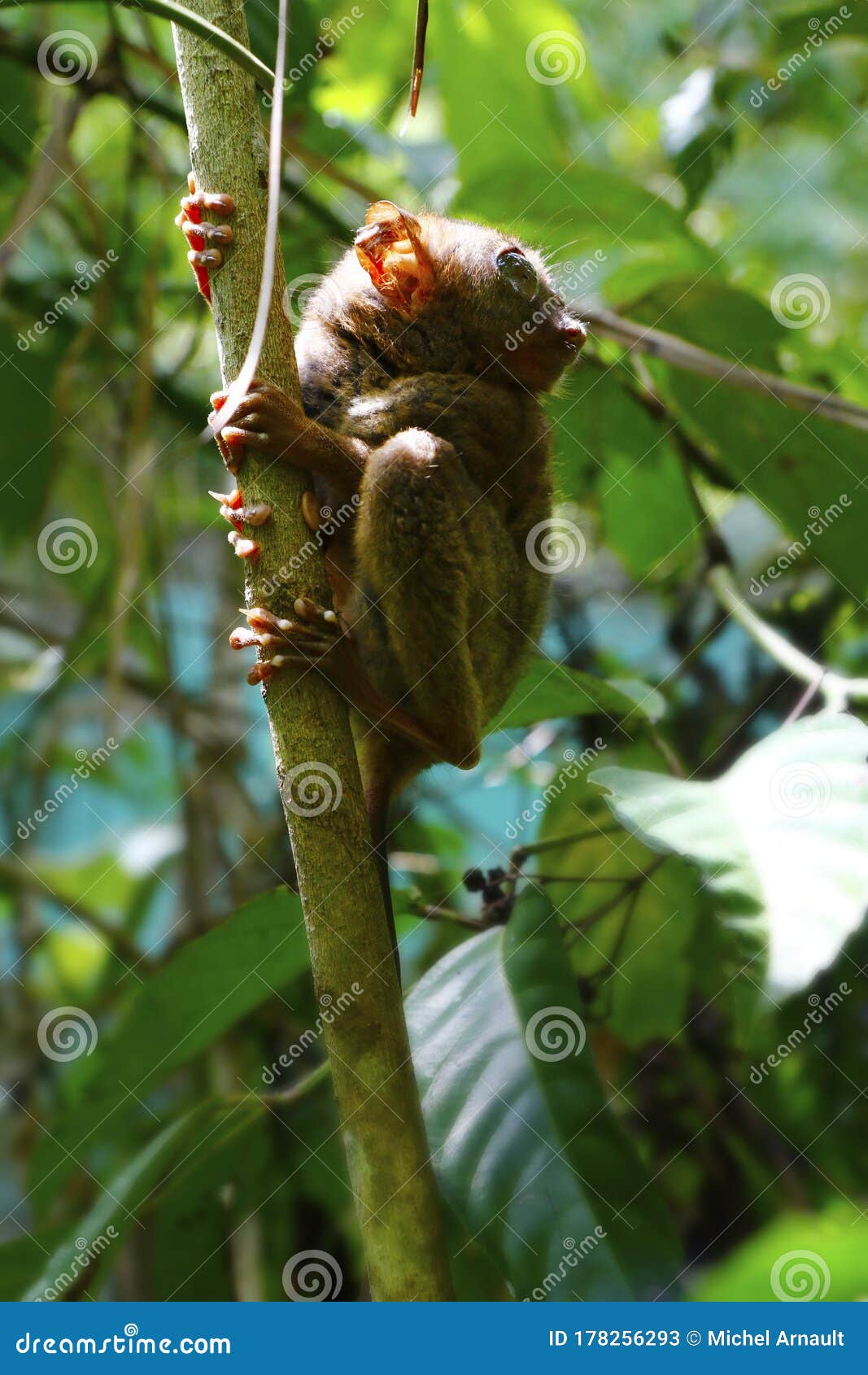 Tarsier Monkey in the Rainforest of Bohol Stock Image - Image of exotic ...
