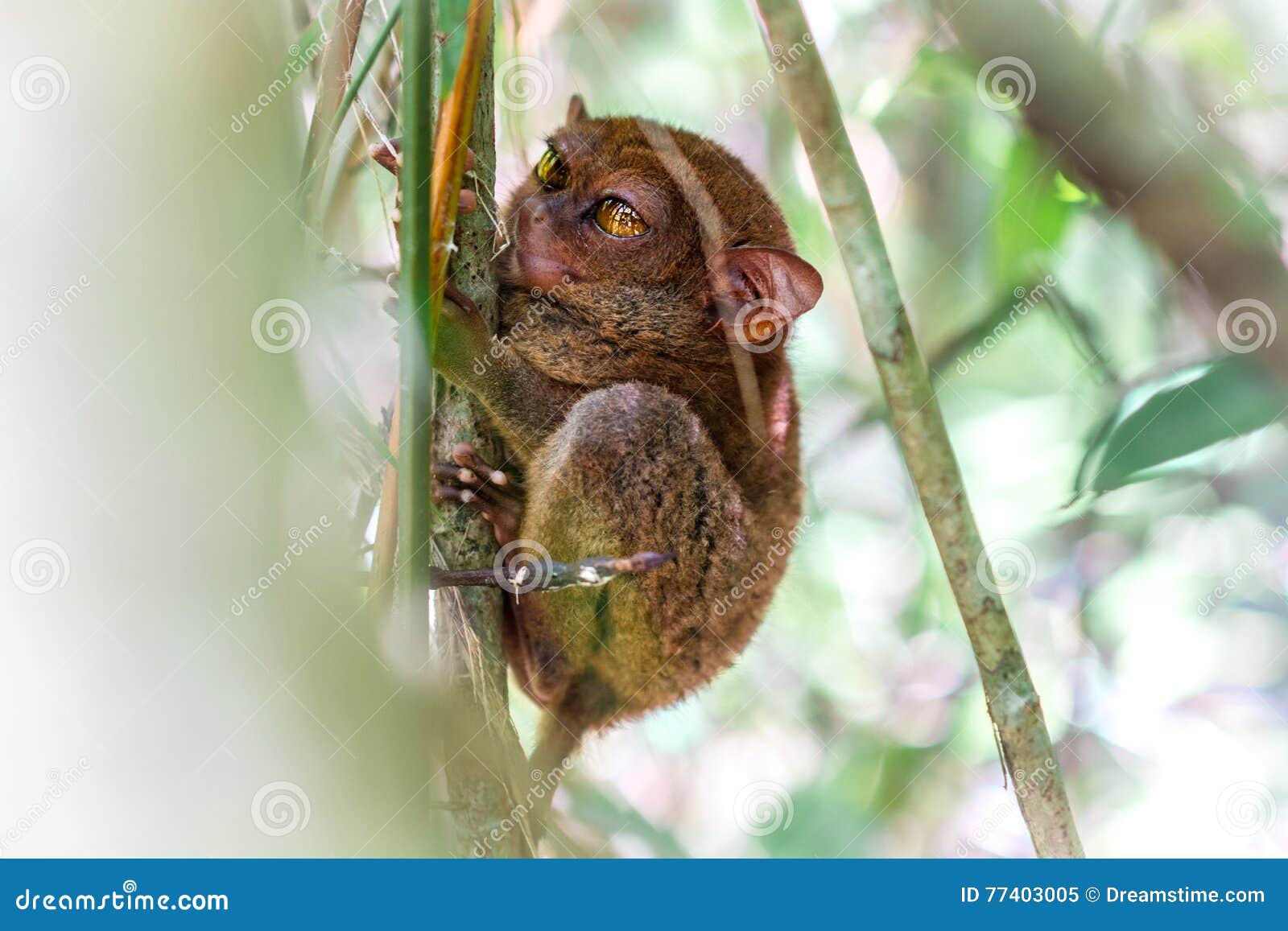 Tarsier Monkey stock image. Image of smallest, nature - 77403005