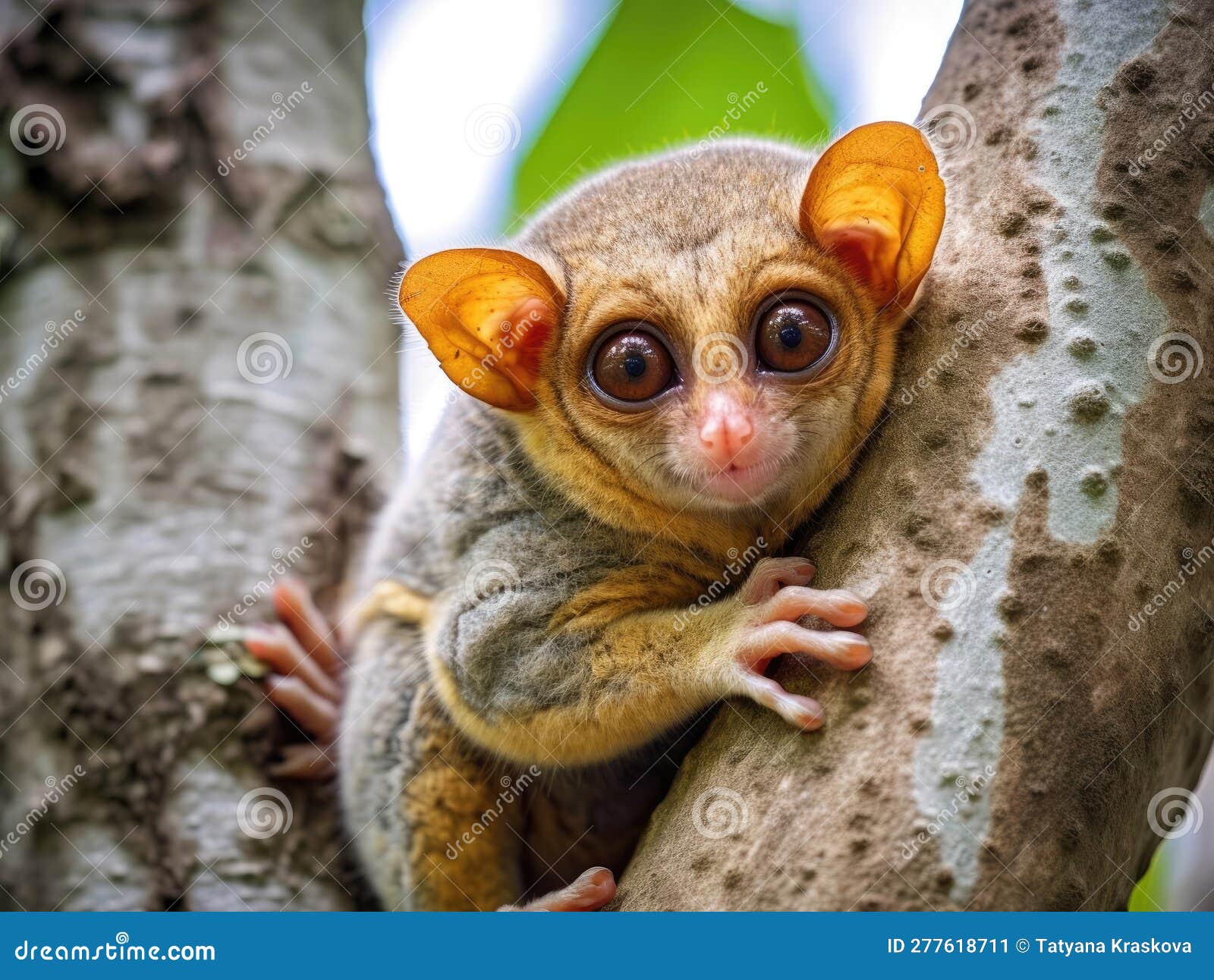Tarsier Monkey (Tarsius Syrichta) on the Tree Stock Illustration ...
