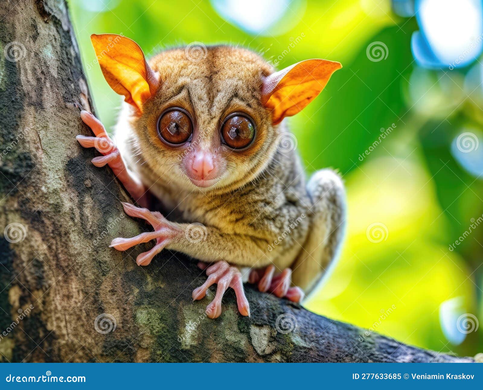 Tarsier Monkey (Tarsius Syrichta) on the Tree Stock Illustration ...