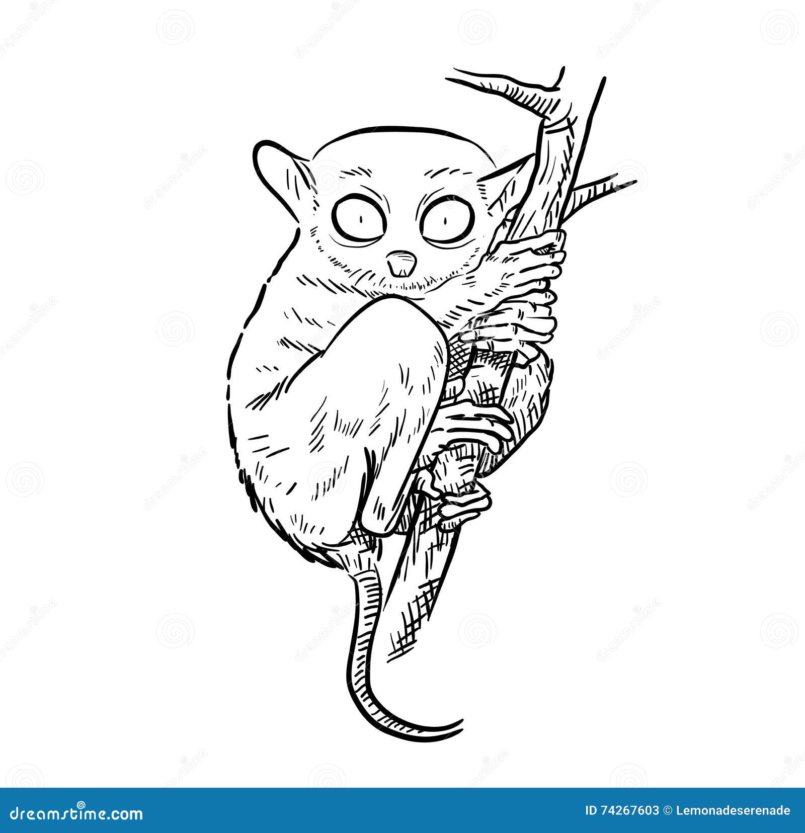 Tarsier Drawing