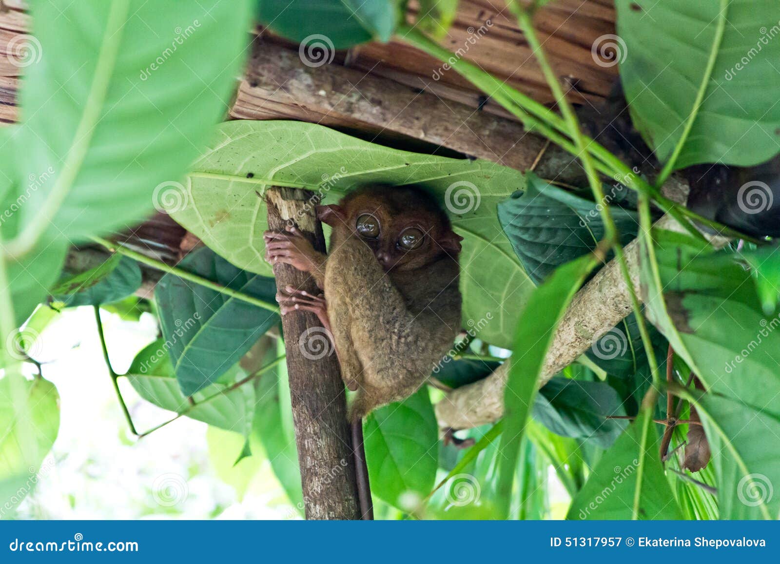 Tarsier Primate Philippines Bohol Stock Image - Image of island ...