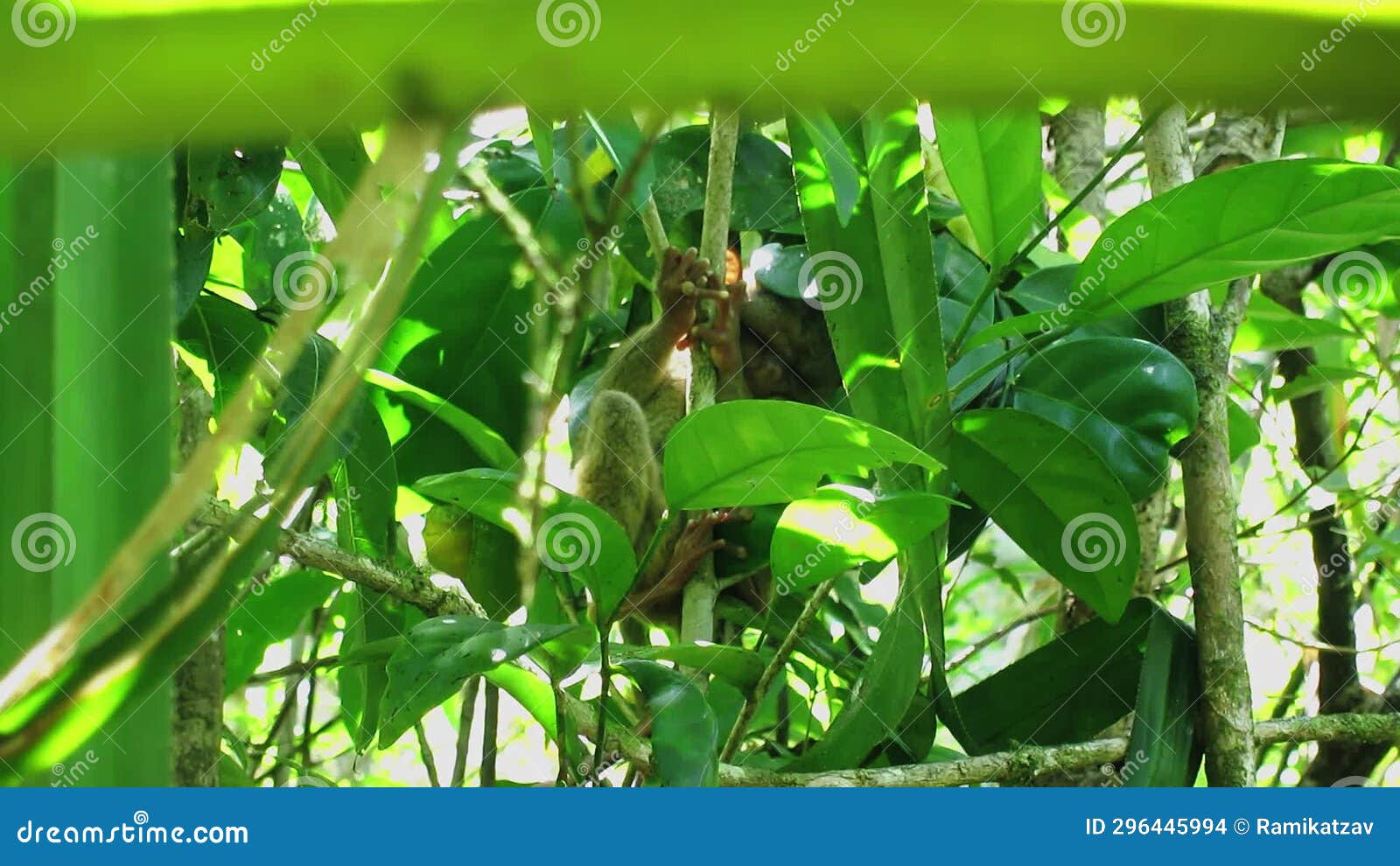 Tarsier Primate in the Tree Stock Footage - Video of climate, island ...