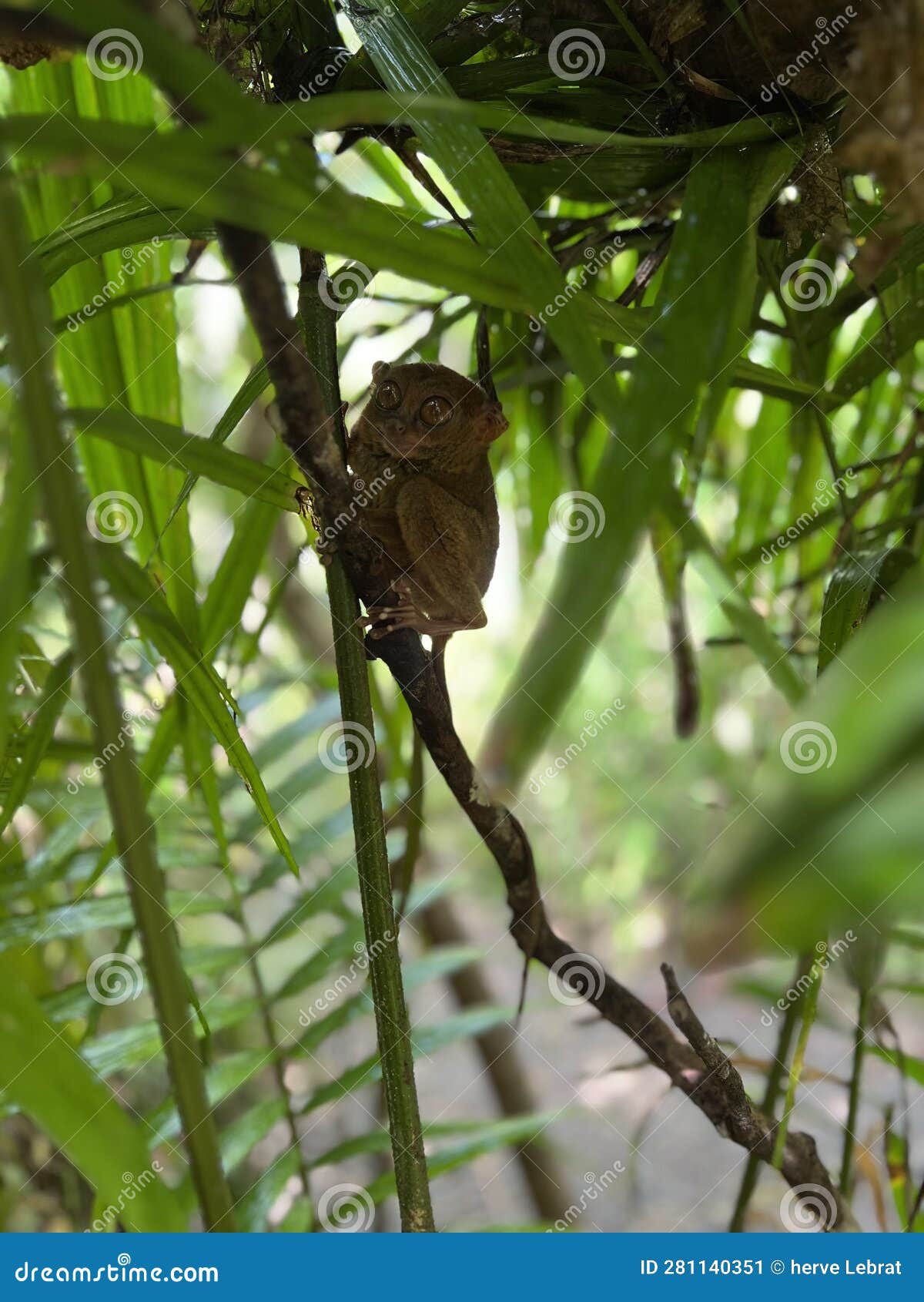 Tarsier Primates Cute Baby Beautiful Love Stock Image - Image of cute ...