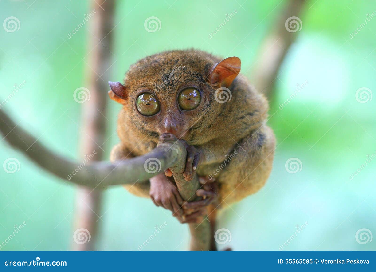 Tarsier sitting on a tree stock image. Image of endangered - 55565585