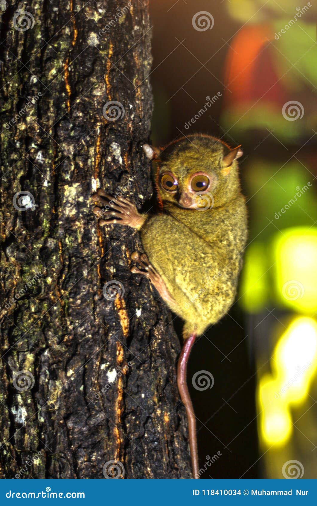 Tarsius стоковое фото. изображение насчитывающей мило - 118410034