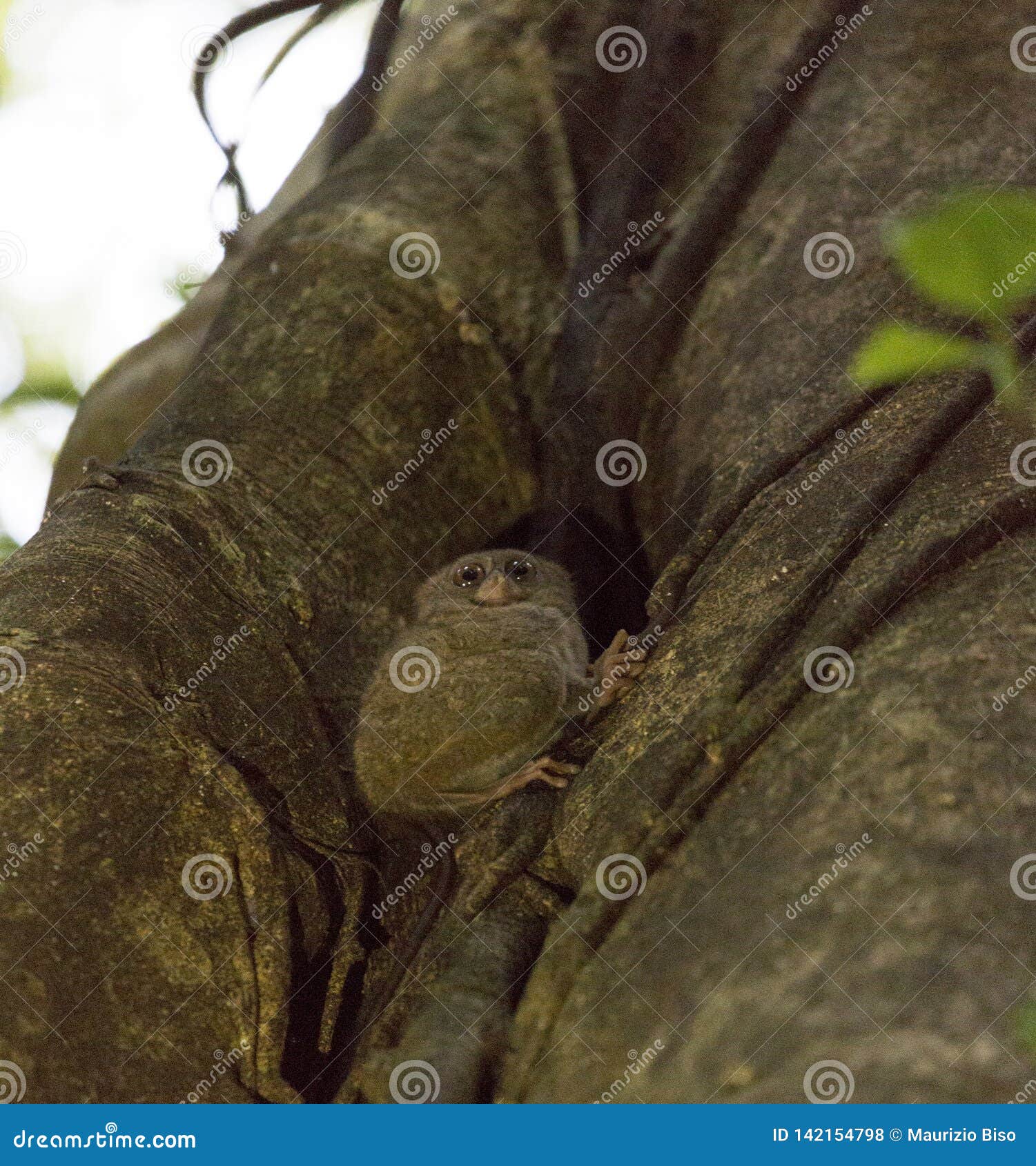 Tarsius in Sulawesi stock photo. Image of indonesian - 142154798
