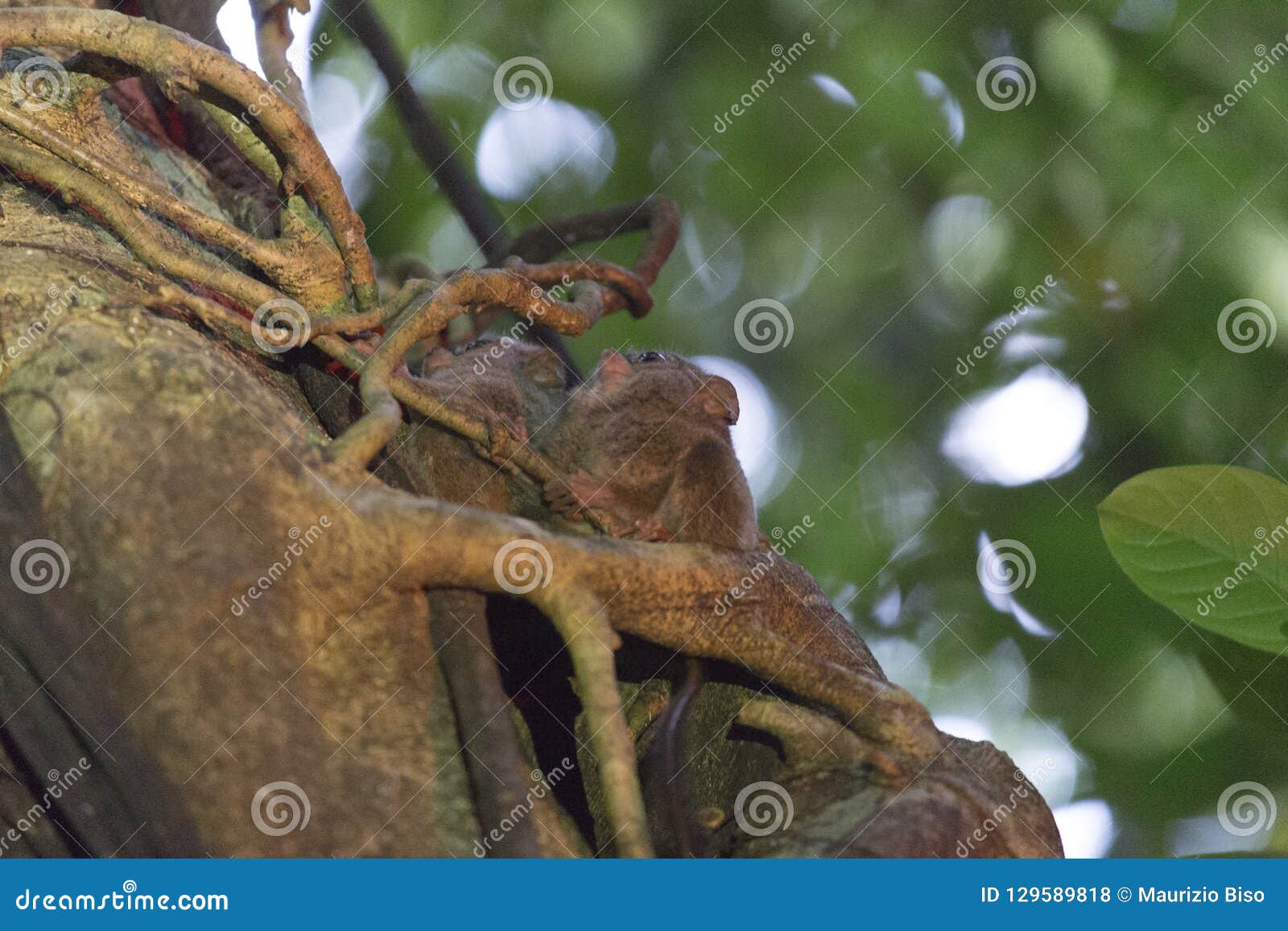 Tarsius on a tree stock photo. Image of small, nature - 129589818