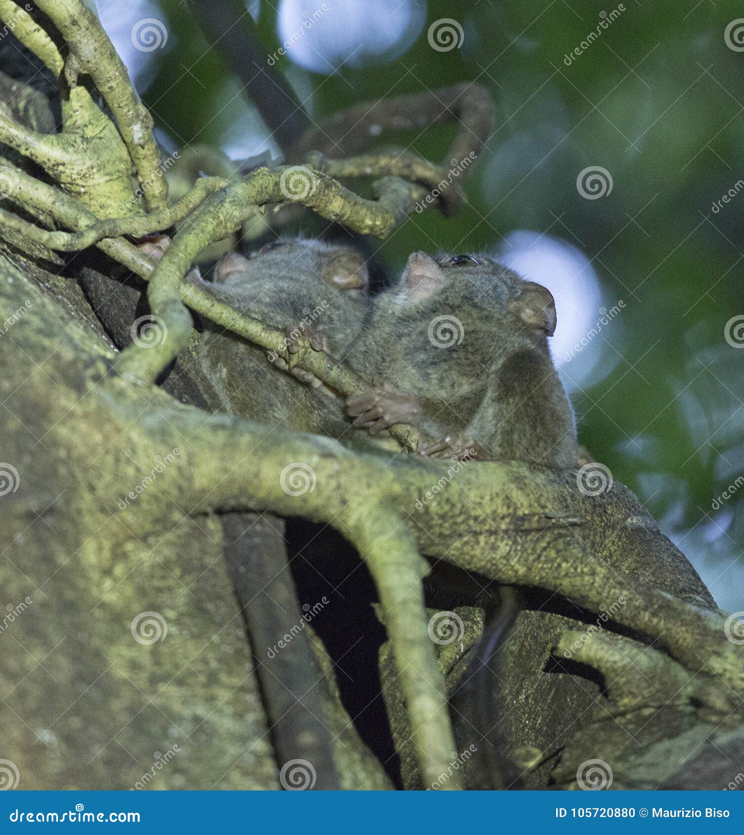 Tarsius on a tree stock photo. Image of food, detail - 105720880