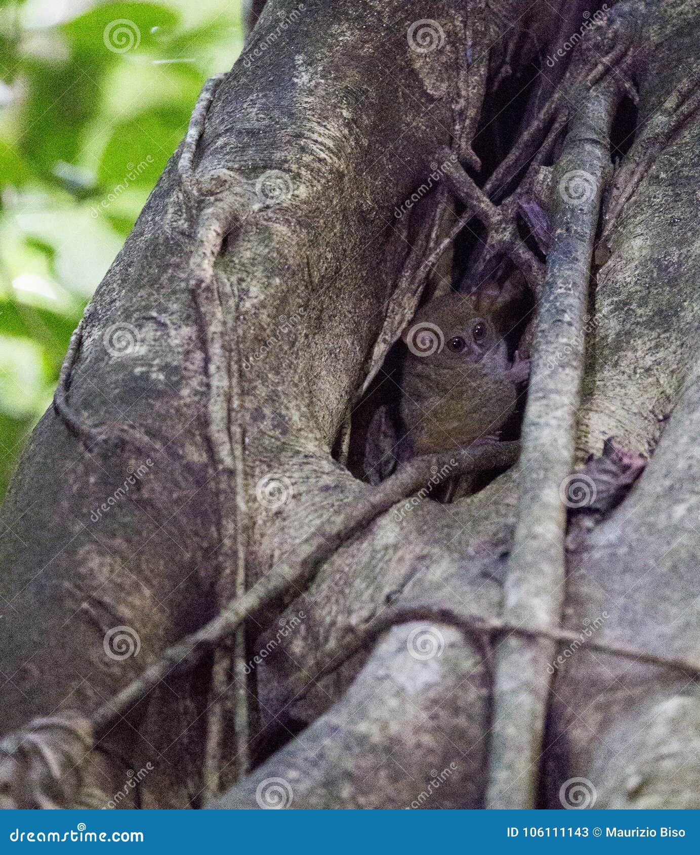 Tarsius on a tree stock image. Image of indonesia, endangered - 106111143