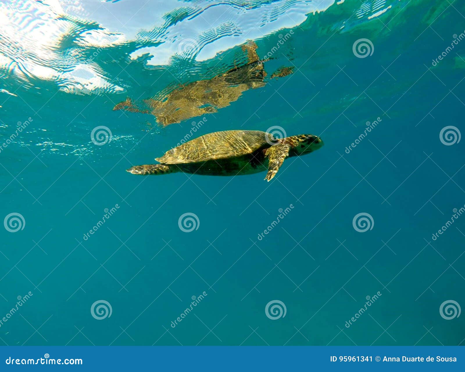 Tartaruga imagem de stock. Imagem de coral, wildlife - 95961341