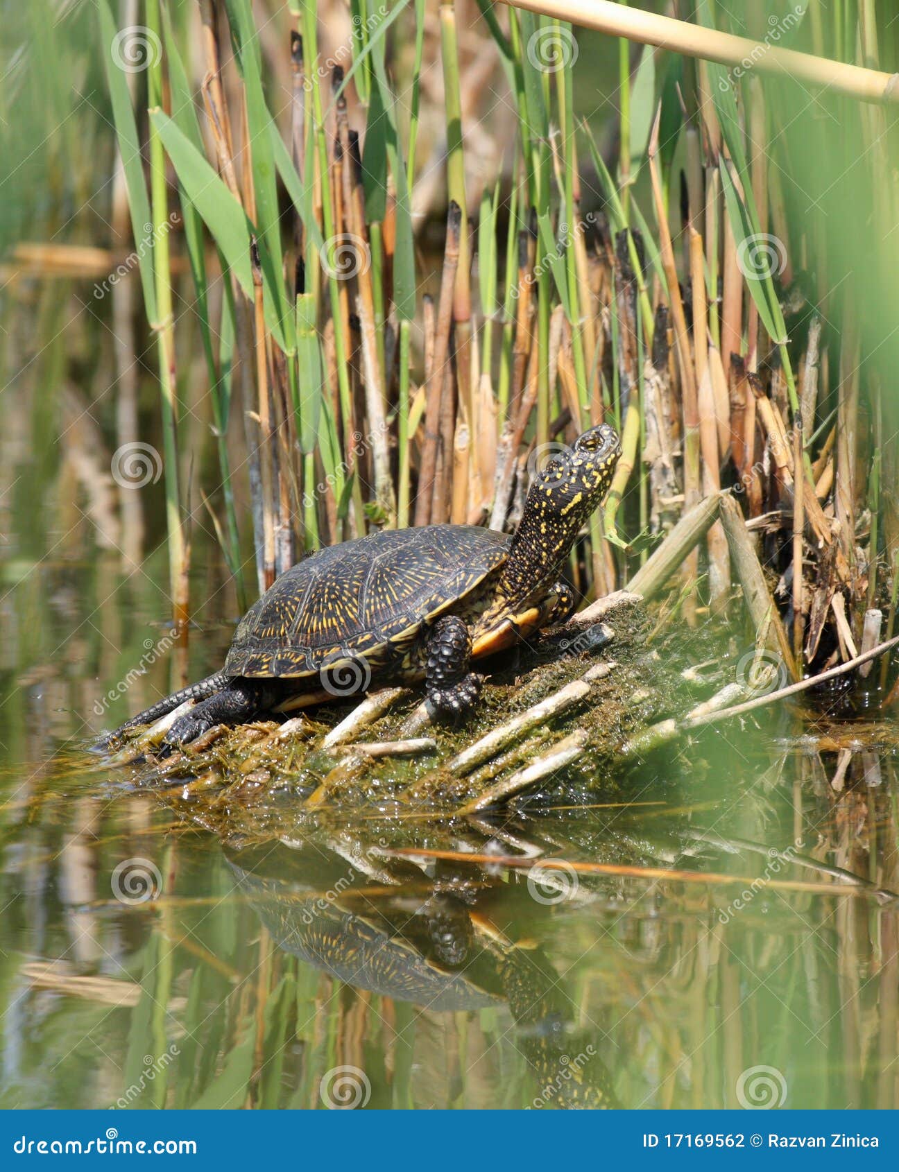 Tartaruga D'acqua Dolce Dello Stagno Fotografia Stock - Immagine di ...