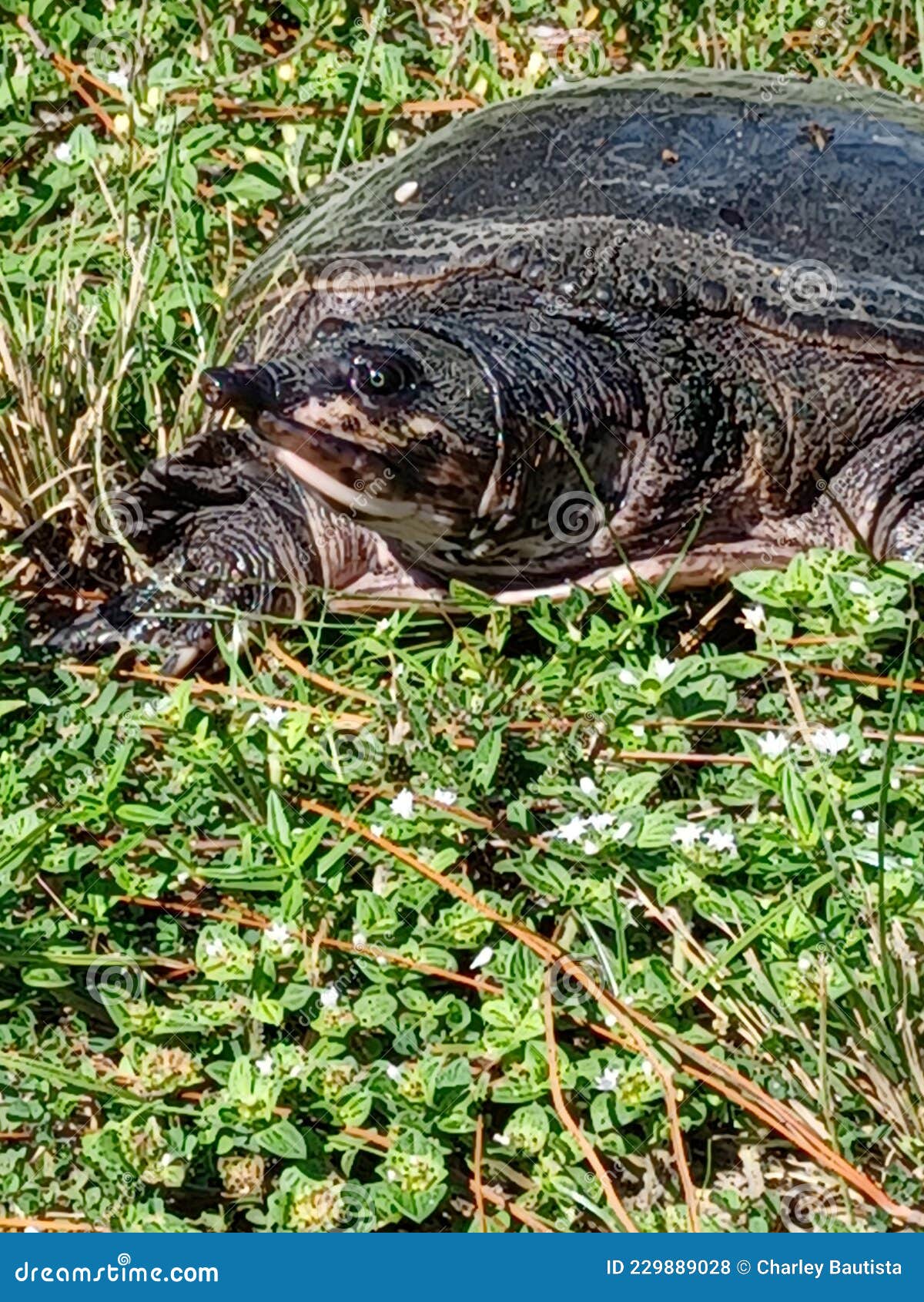 Tartaruga de jacaré! foto de stock. Imagem de nave, animal - 229889028