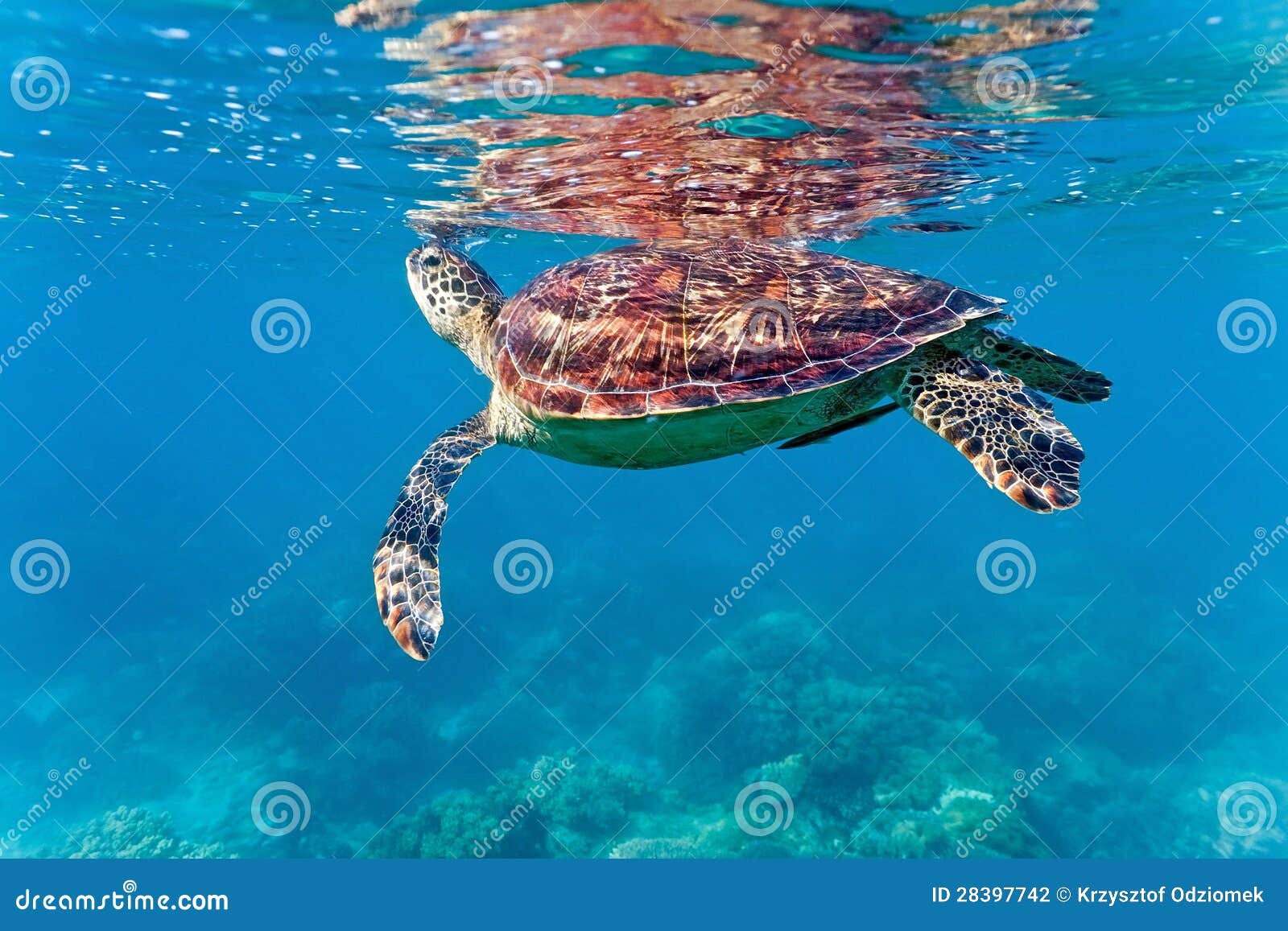 Tartaruga De Mar No Recife De Corais Foto de Stock - Imagem de ...