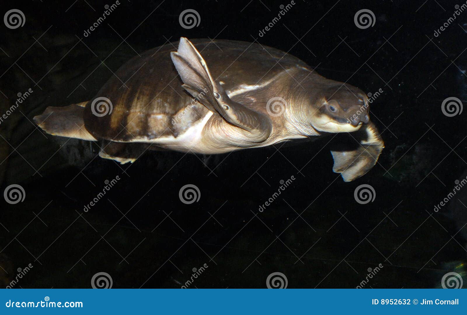 Tartaruga do Porco-nariz foto de stock. Imagem de marinho - 8952632