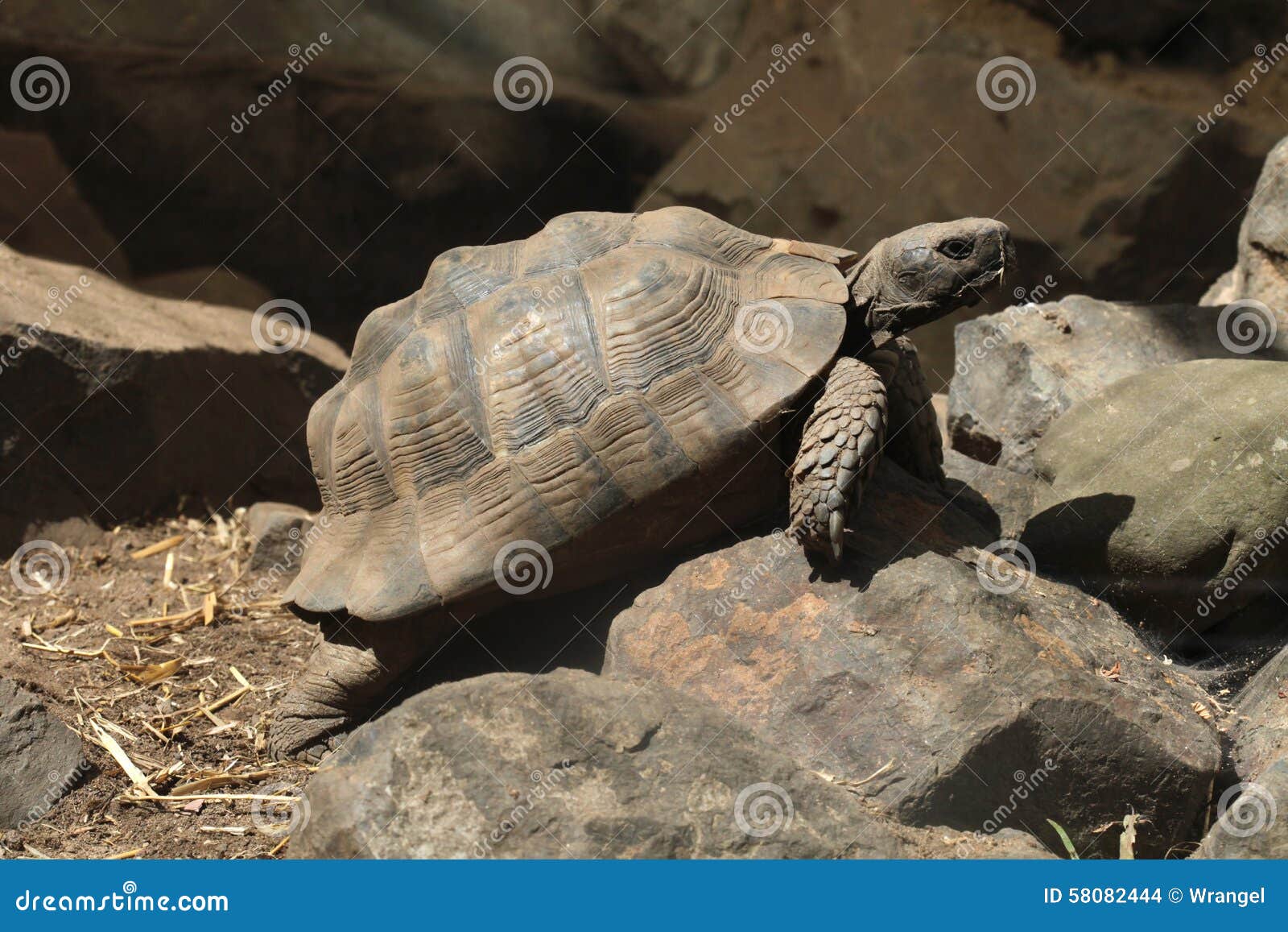 Tartaruga Greca (graeca Del Testudo) Fotografia Stock - Immagine di ...