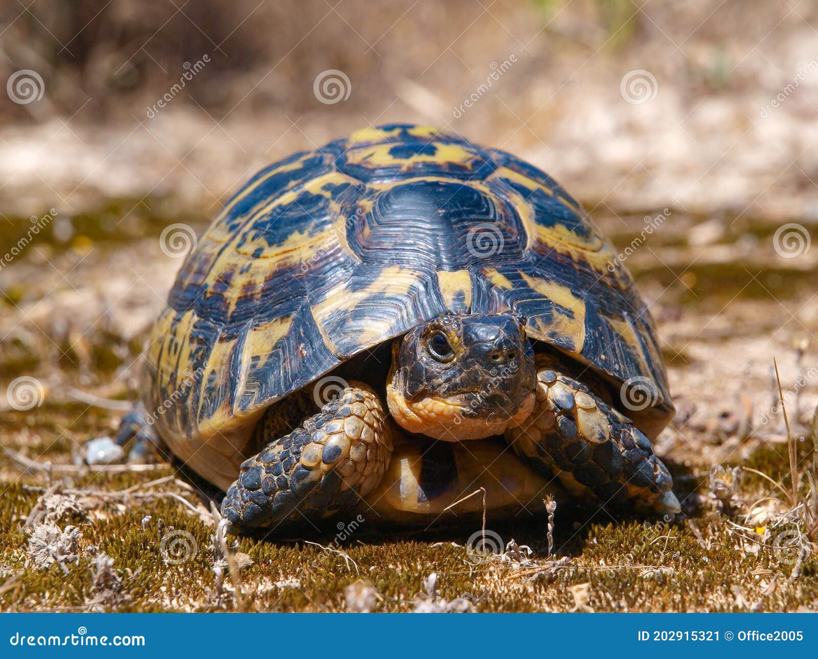 Tartaruga Grega Testudo Graeca Imagem de Stock - Imagem de grego ...